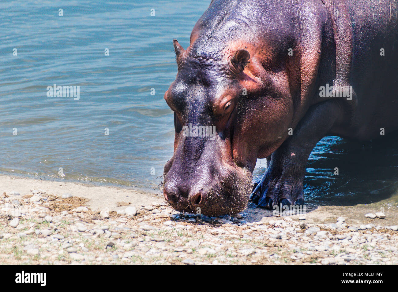 Photograph of a hippo getting out of the water Stock Photo - Alamy