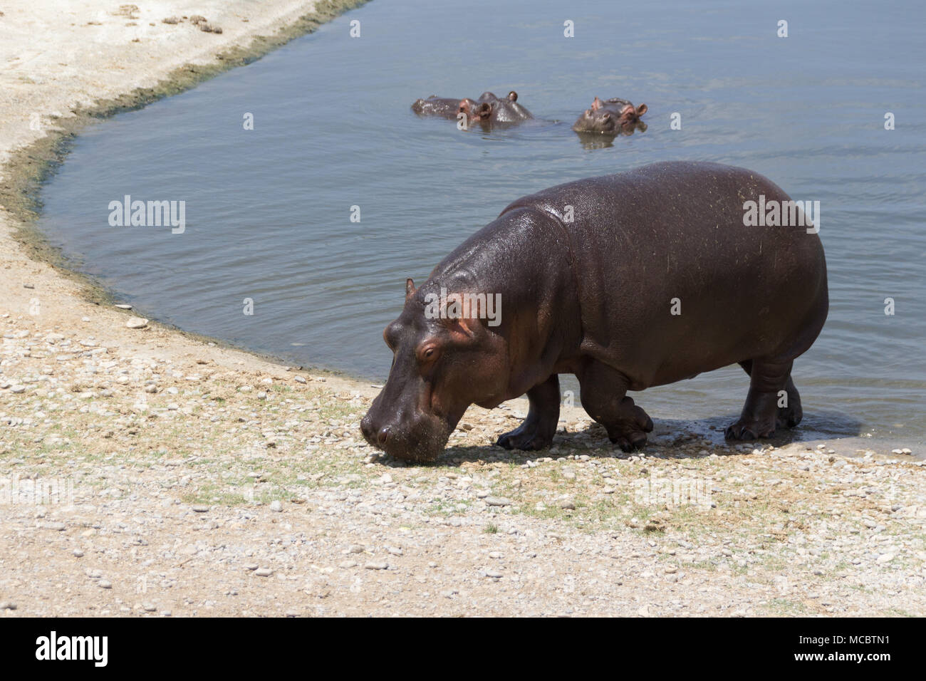 Photograph of a hippo walking outside a lake Stock Photo - Alamy