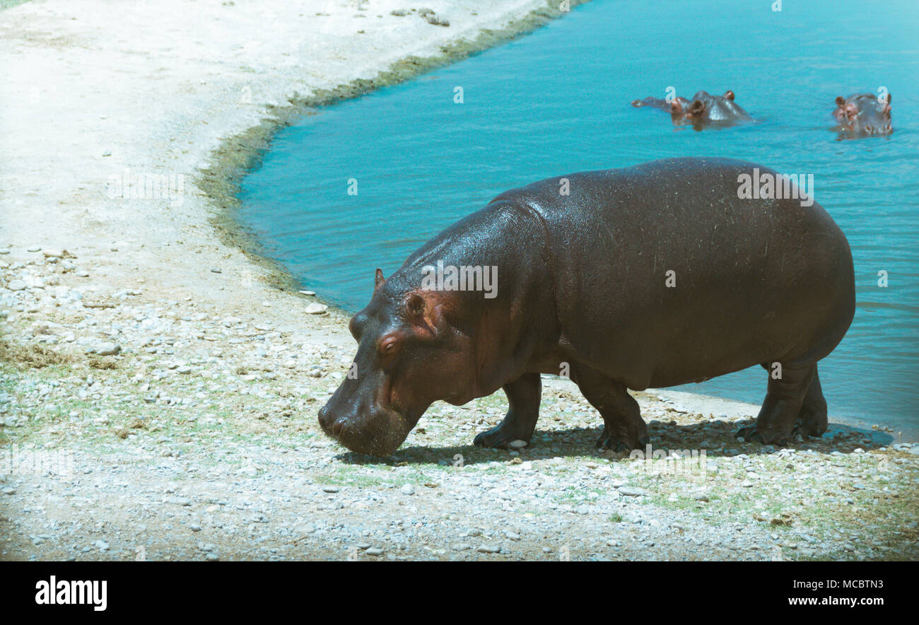 Photograph of a hippo walking outside a lake Stock Photo - Alamy