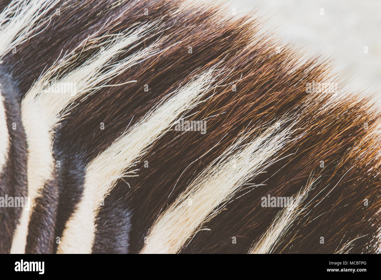 Photograph of a zebra skin detail Stock Photo - Alamy