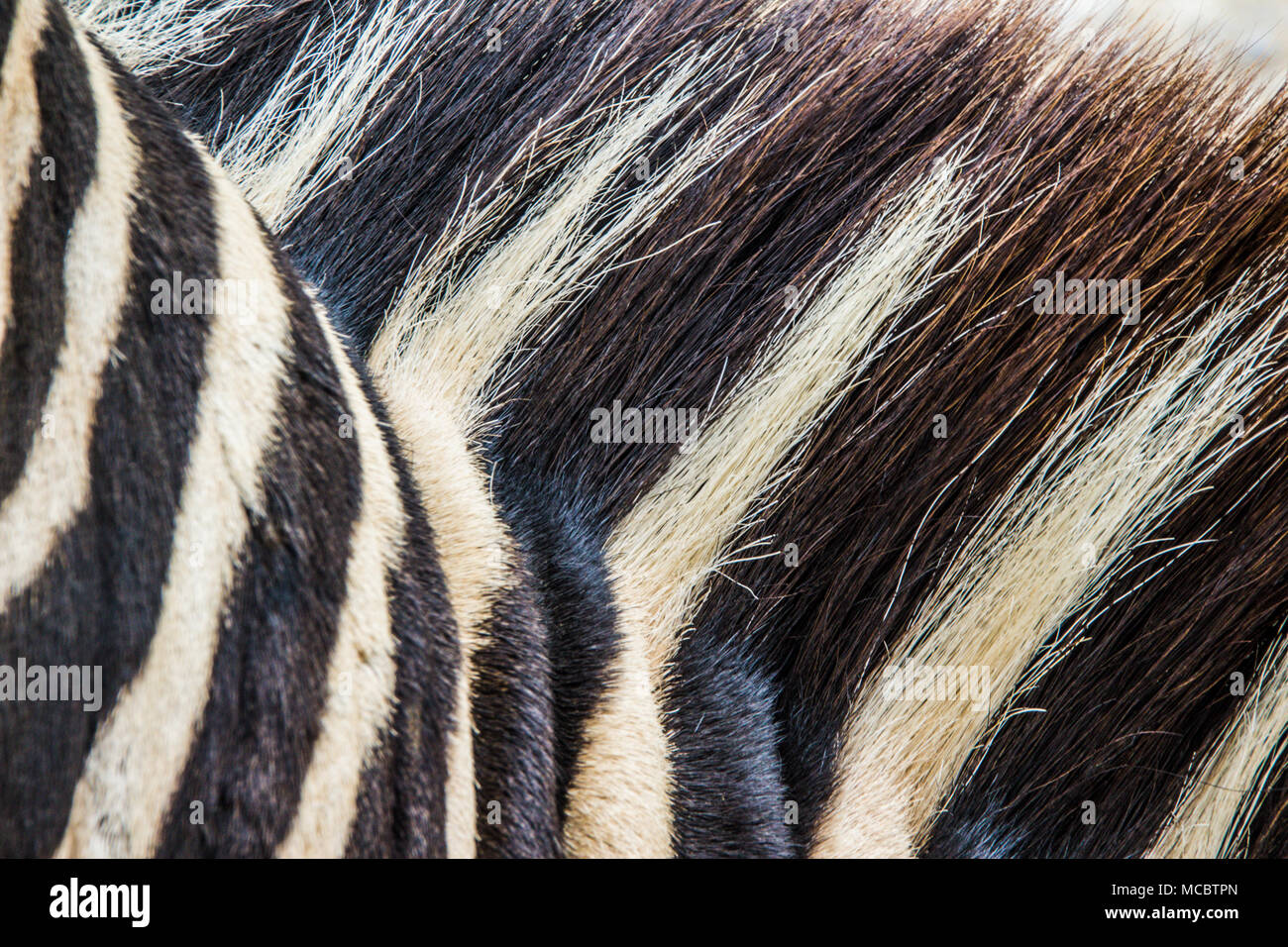 Photograph of a zebra skin detail Stock Photo - Alamy