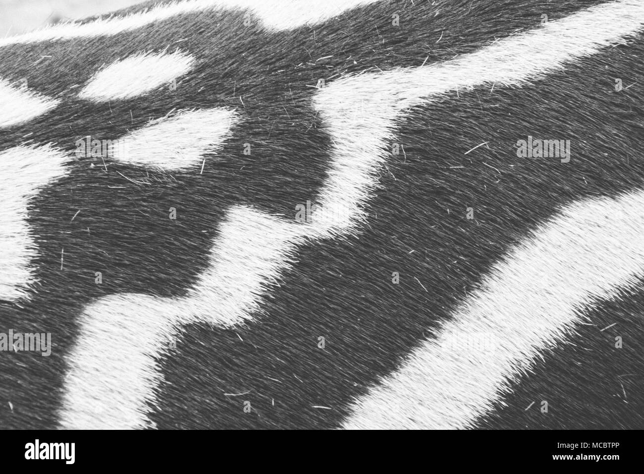 Photograph of a zebra skin detail Stock Photo - Alamy