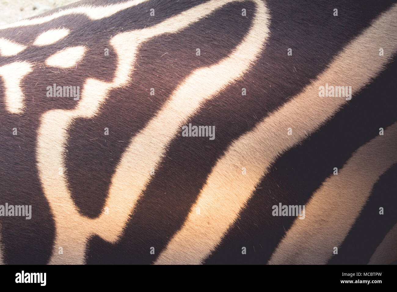 Photograph of a zebra skin detail Stock Photo - Alamy