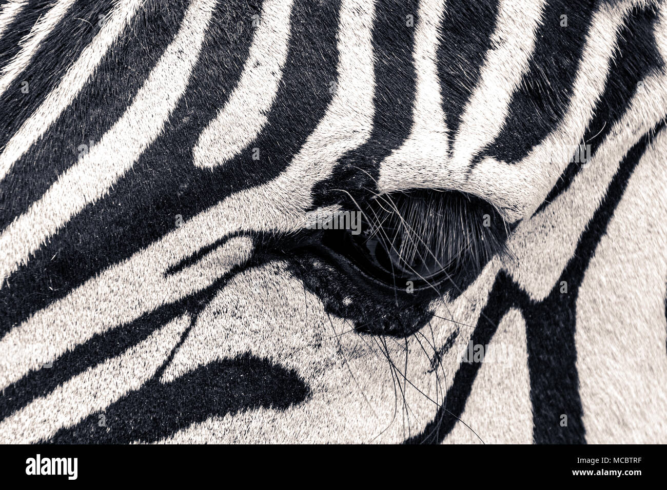 Closeup photographj of a zebra eye and skin Stock Photo - Alamy