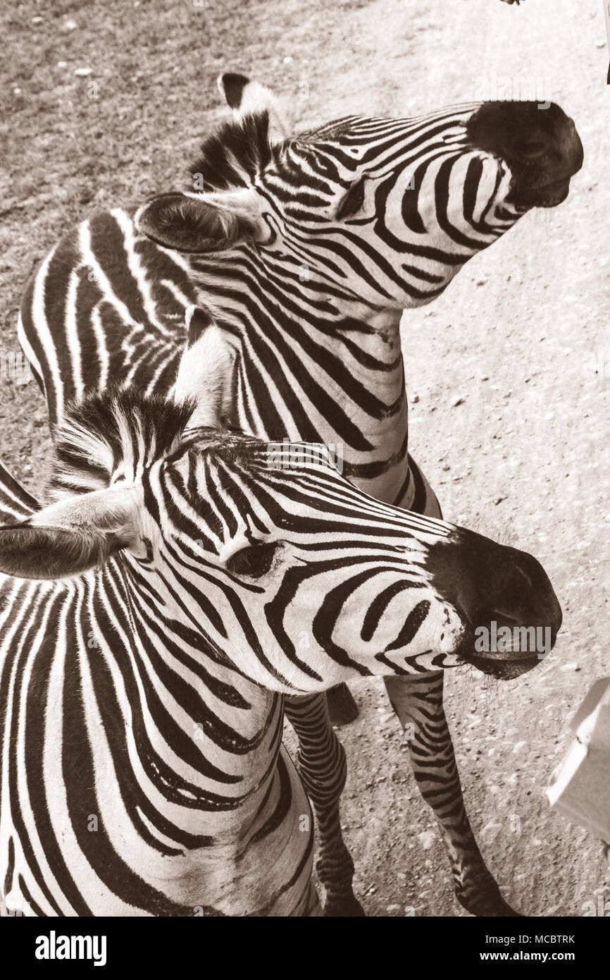 Zebra faces hi-res stock photography and images - Alamy
