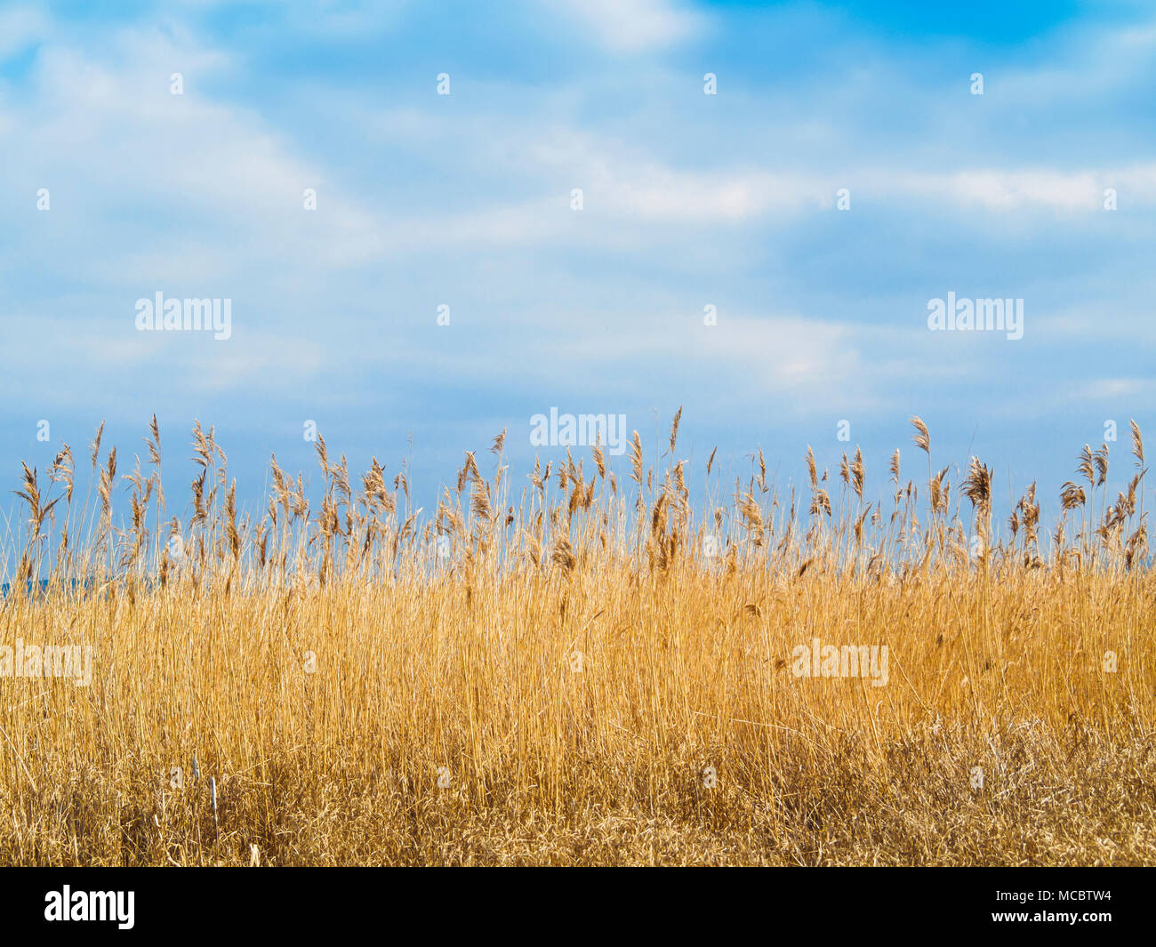 Coatham hi-res stock photography and images - Alamy