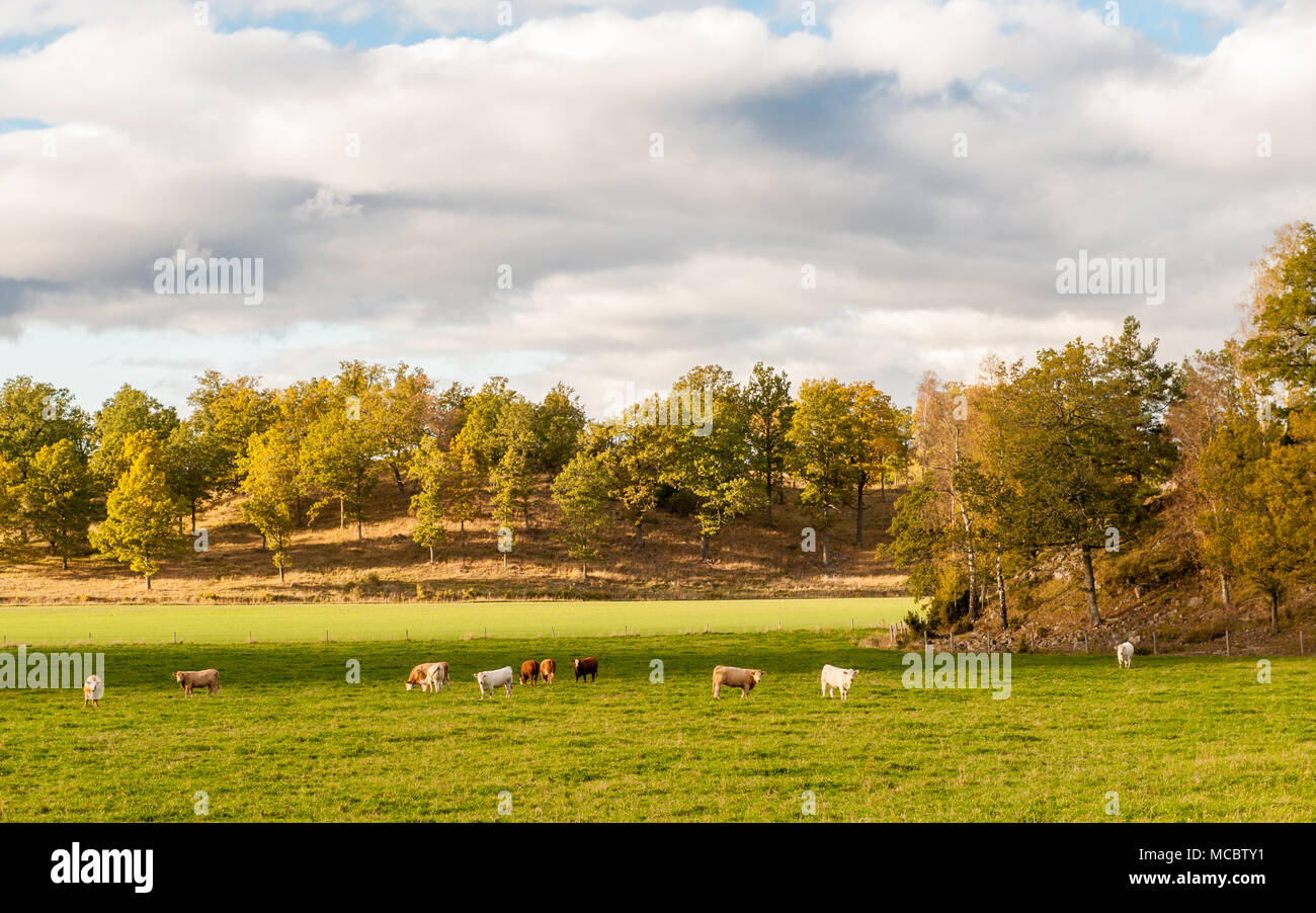 Cows grazing in the countryside of Vikbolandet during autumn in county ...
