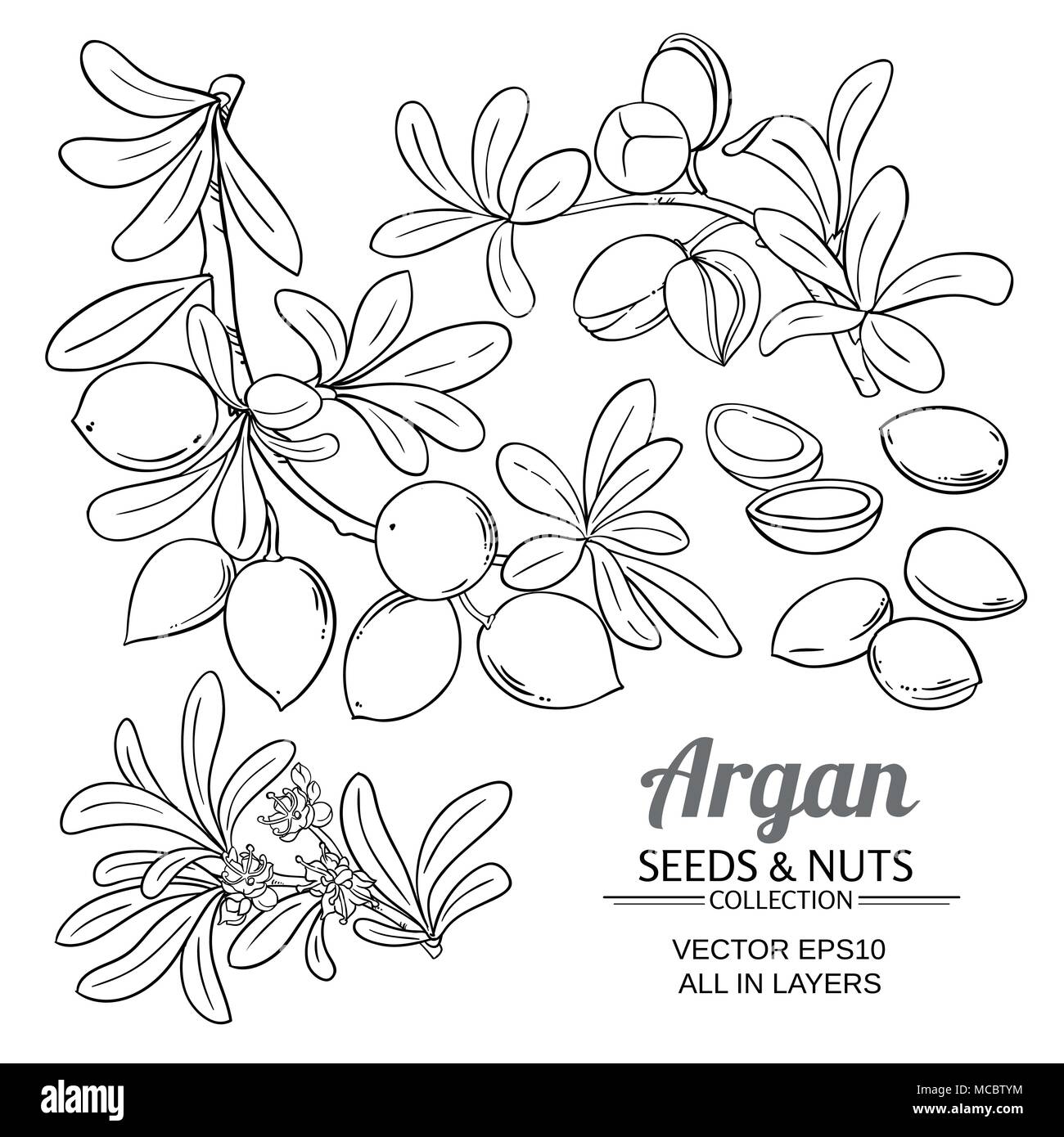 argan branches vector set on white background Stock Vector Image & Art ...