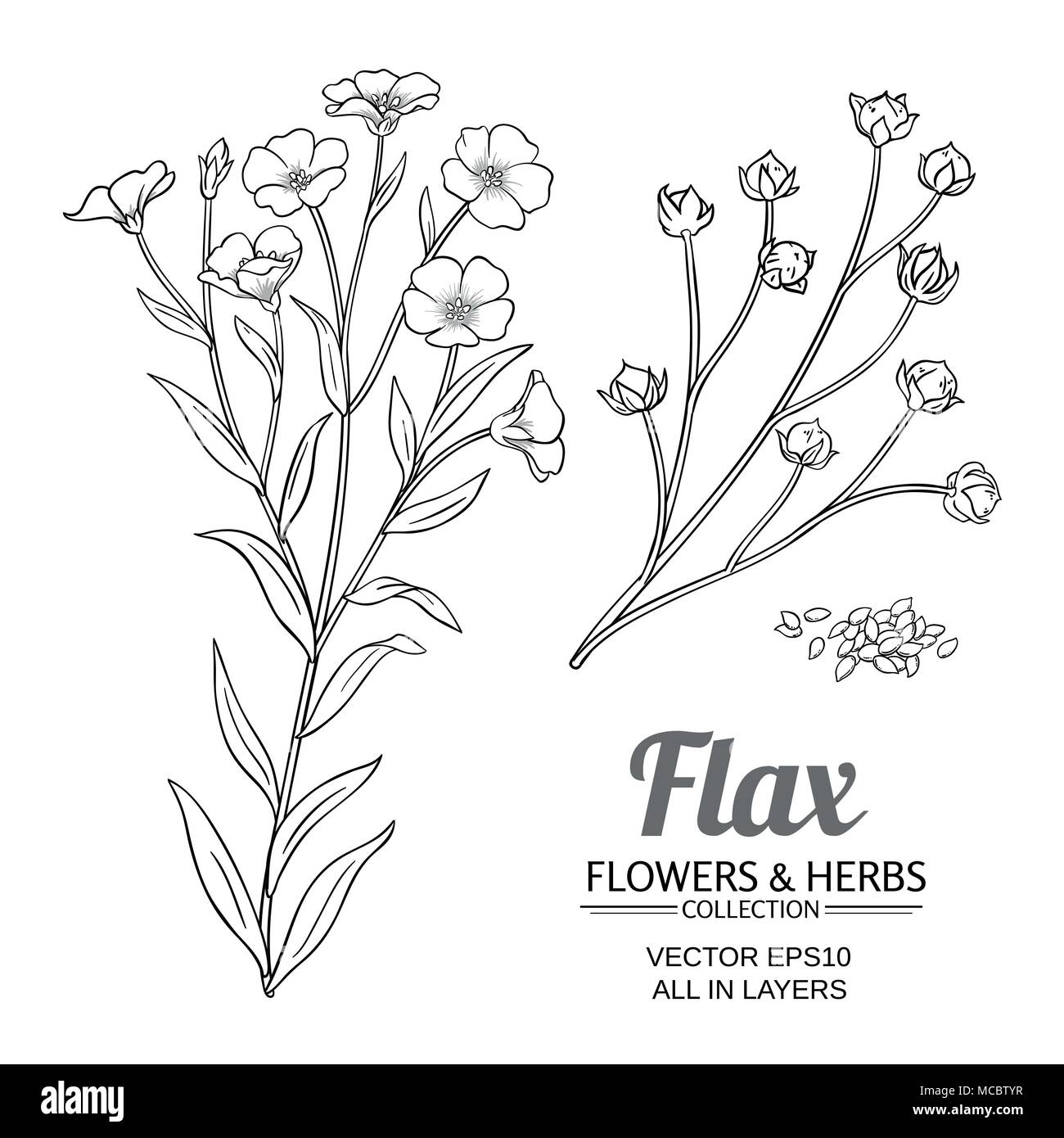 flax plant vector set on white background Stock Vector Image & Art - Alamy