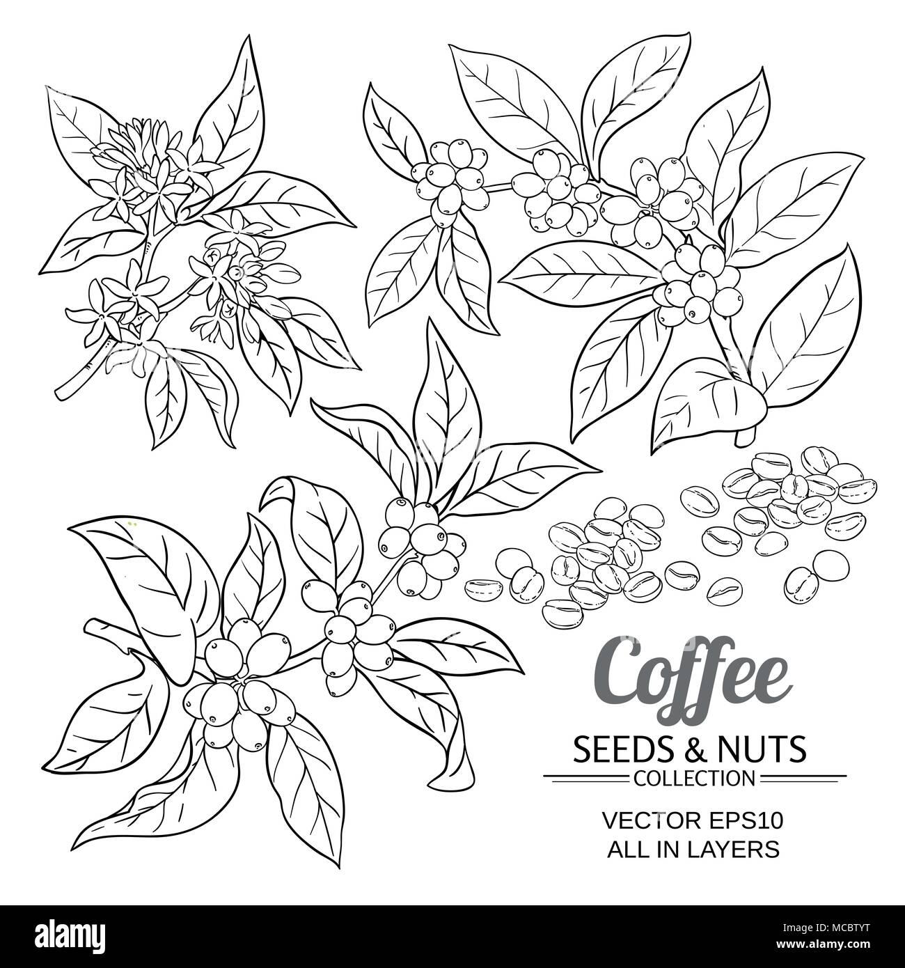 coffee branches vector set on white background Stock Vector Image & Art ...