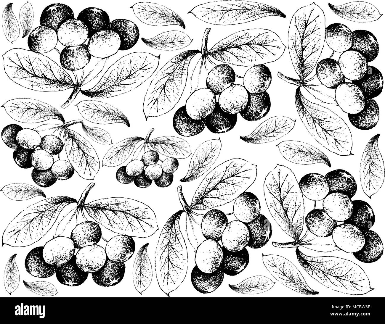 Berry Fruit, Illustration Wallpaper Background of Hand Drawn Sketch of ...