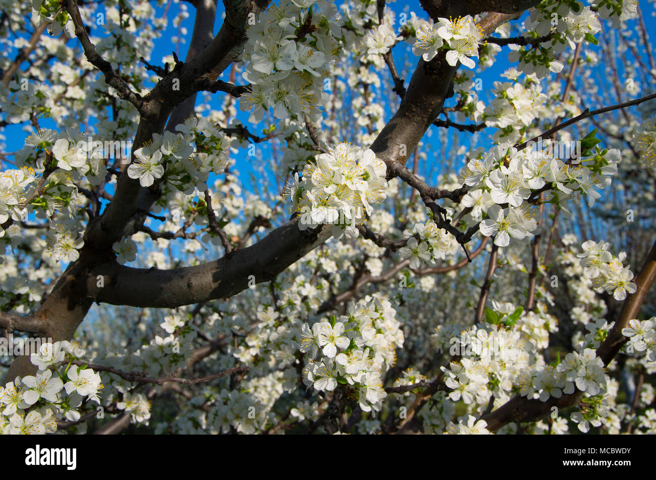 The birth of a plant hi-res stock photography and images - Alamy
