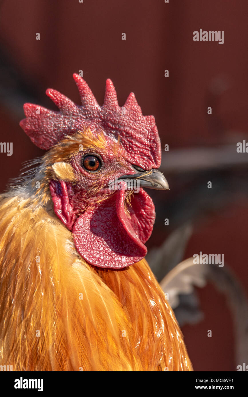 Close up on a rooster with a big and nice cockscomb in sweden 2018 ...