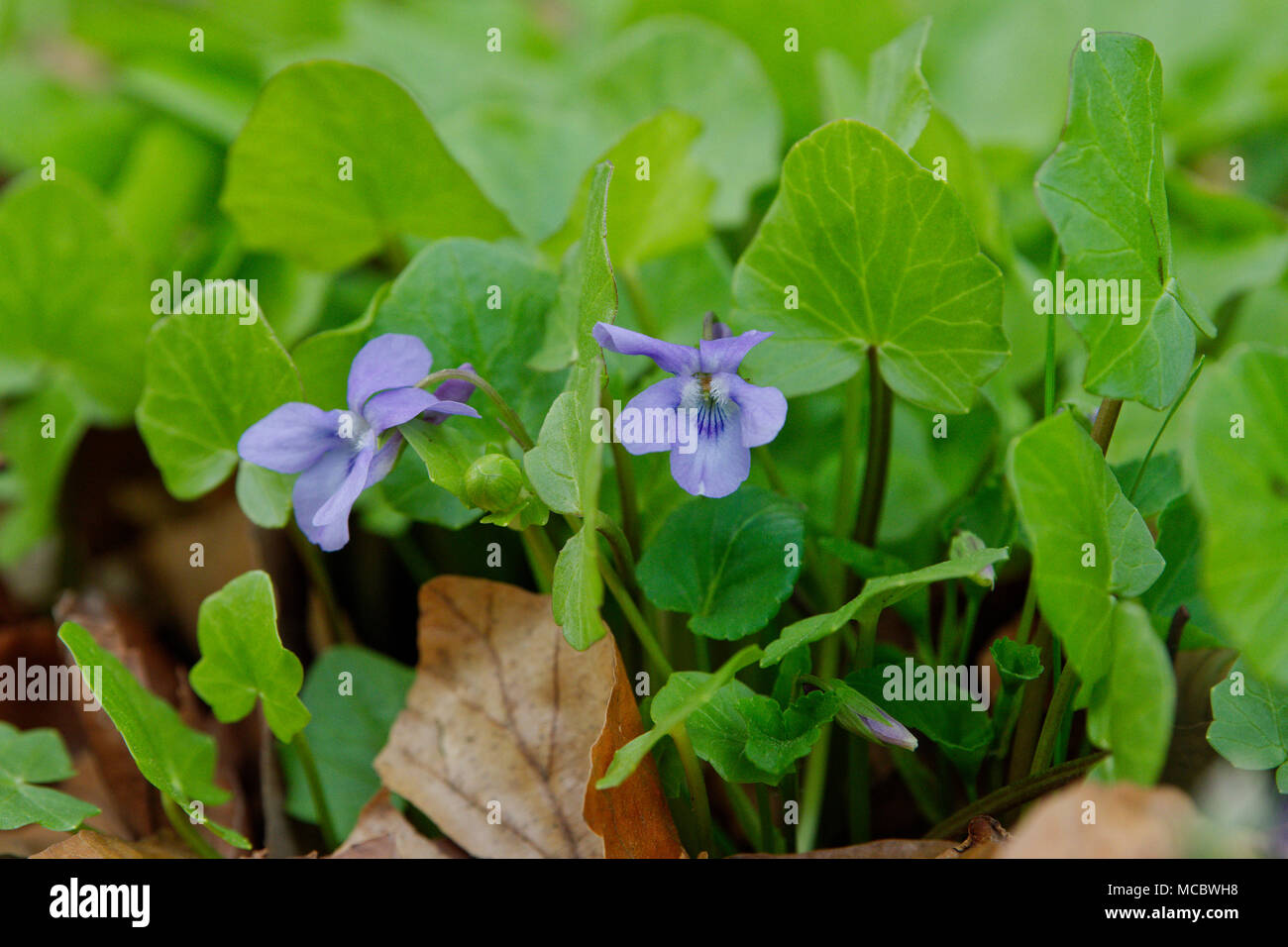 Wood violet viola reichenbachiana hi-res stock photography and images ...