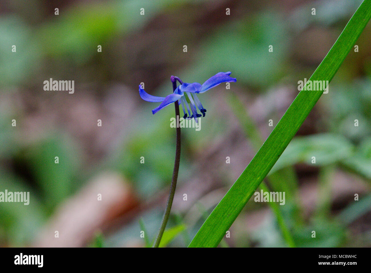 Blue spring flower (Scilla) in a wild nature Stock Photo - Alamy