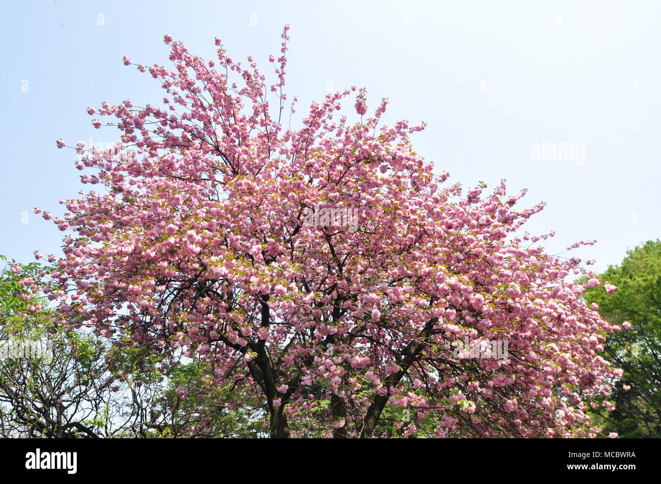 Cherry Blossoms at Negishi Forest Park, Yokohama, Japan Stock Photo - Alamy