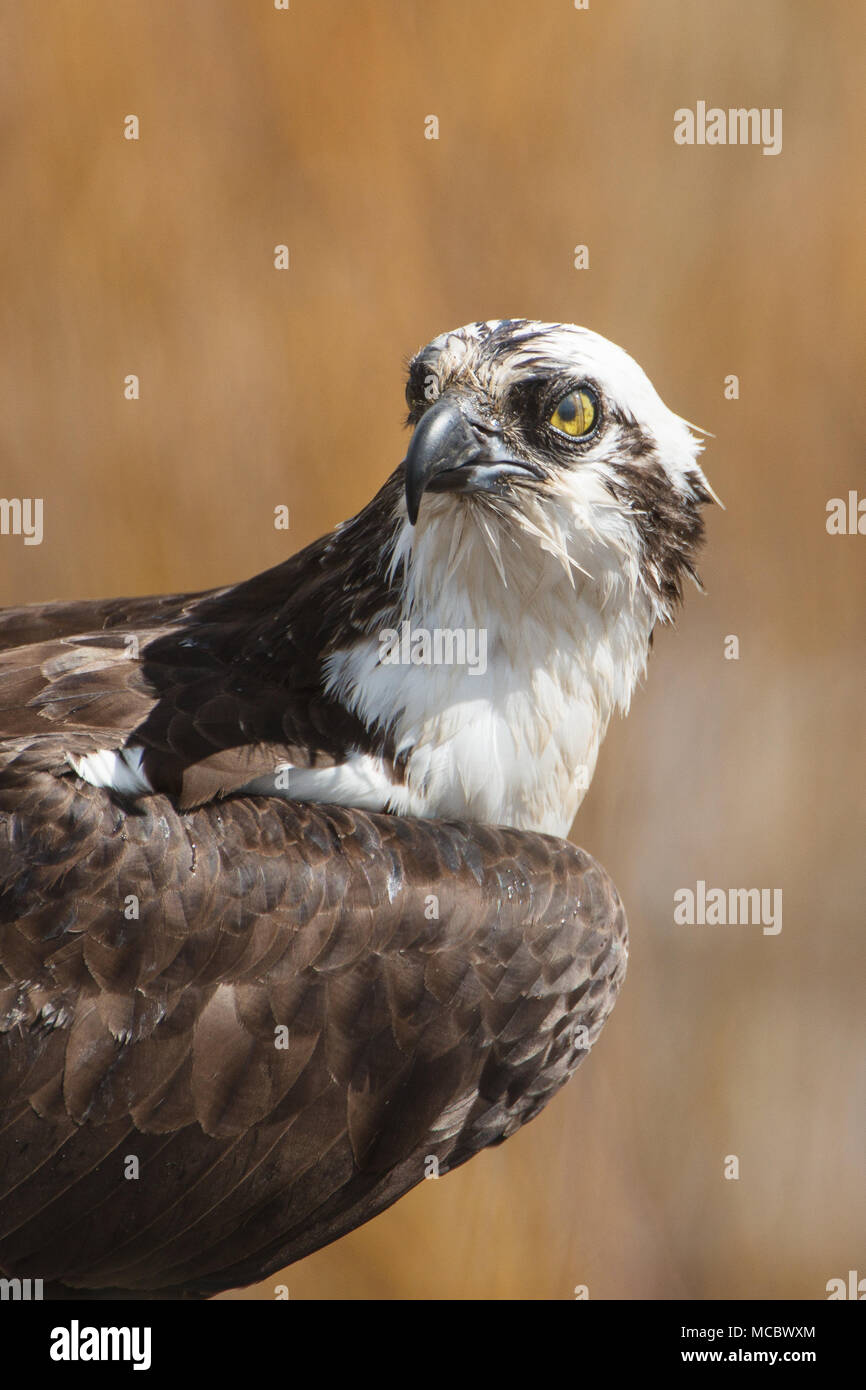Osprey portrait taken at Shadow Mountain lake Grand Lake,Colorado in ...
