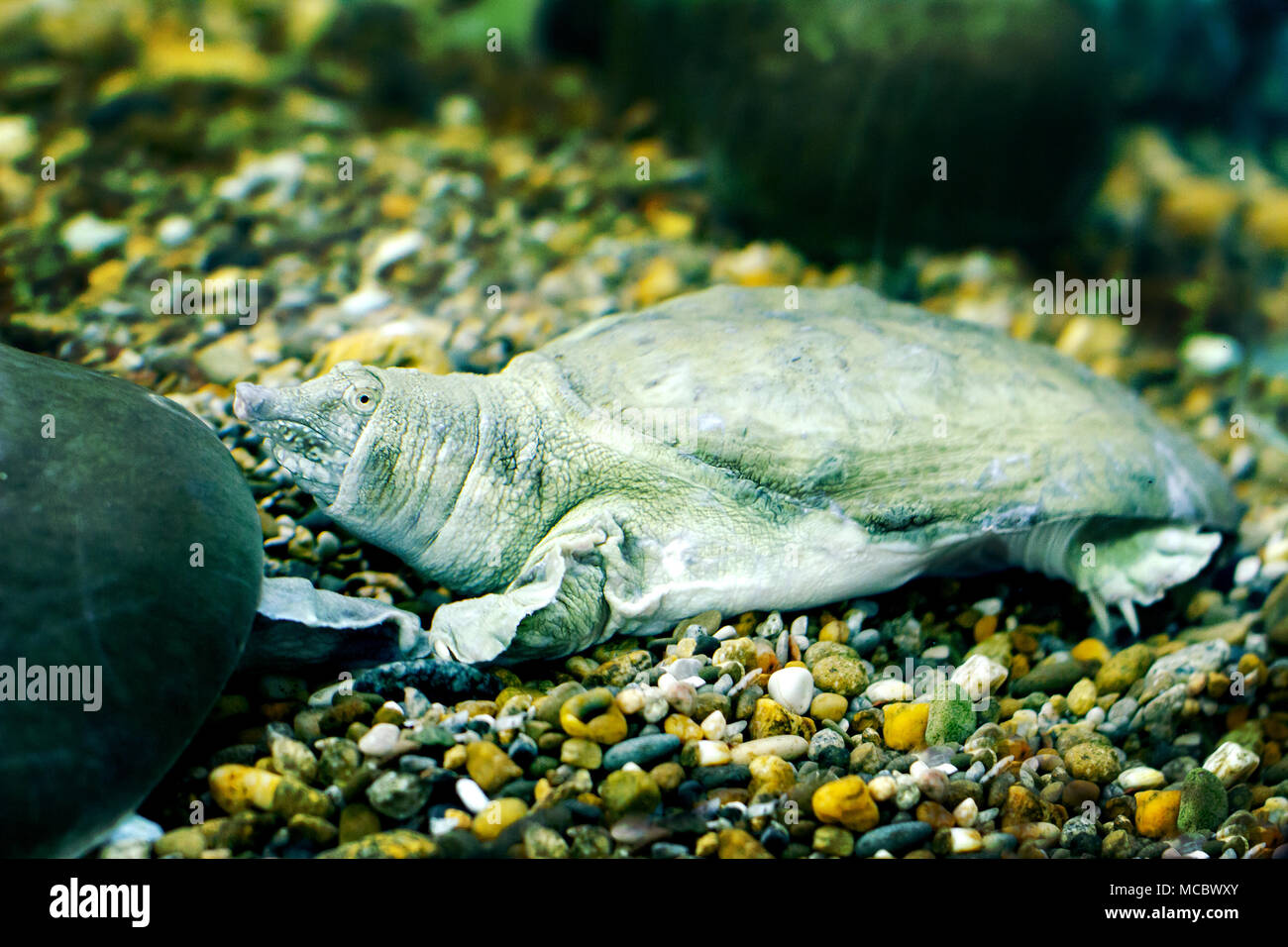Image of freshwater exotic Chinese softshell turtle Stock Photo - Alamy