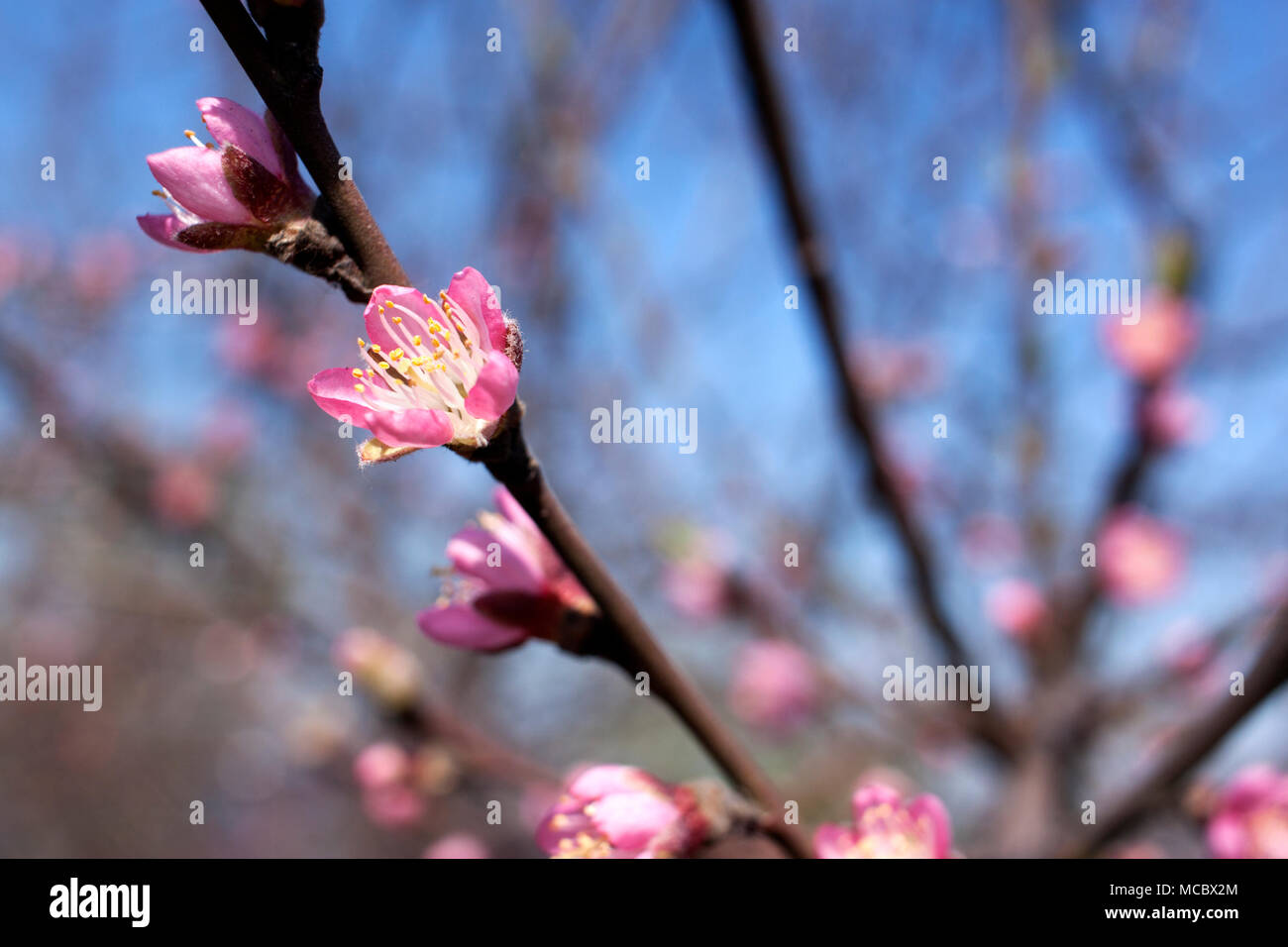 Flowering fruit trees Stock Photo - Alamy