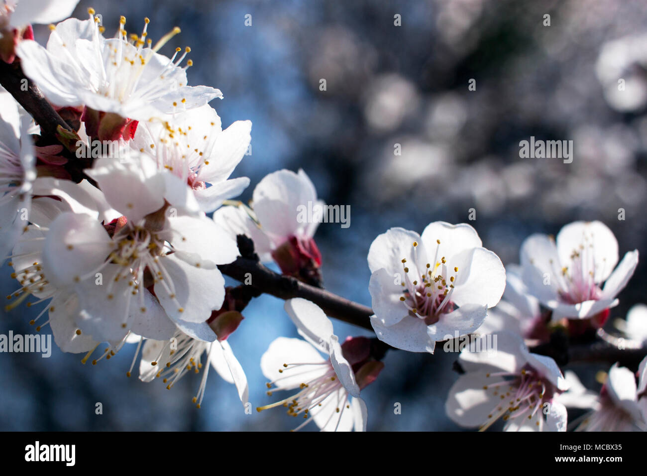 Flowering fruit trees Stock Photo - Alamy