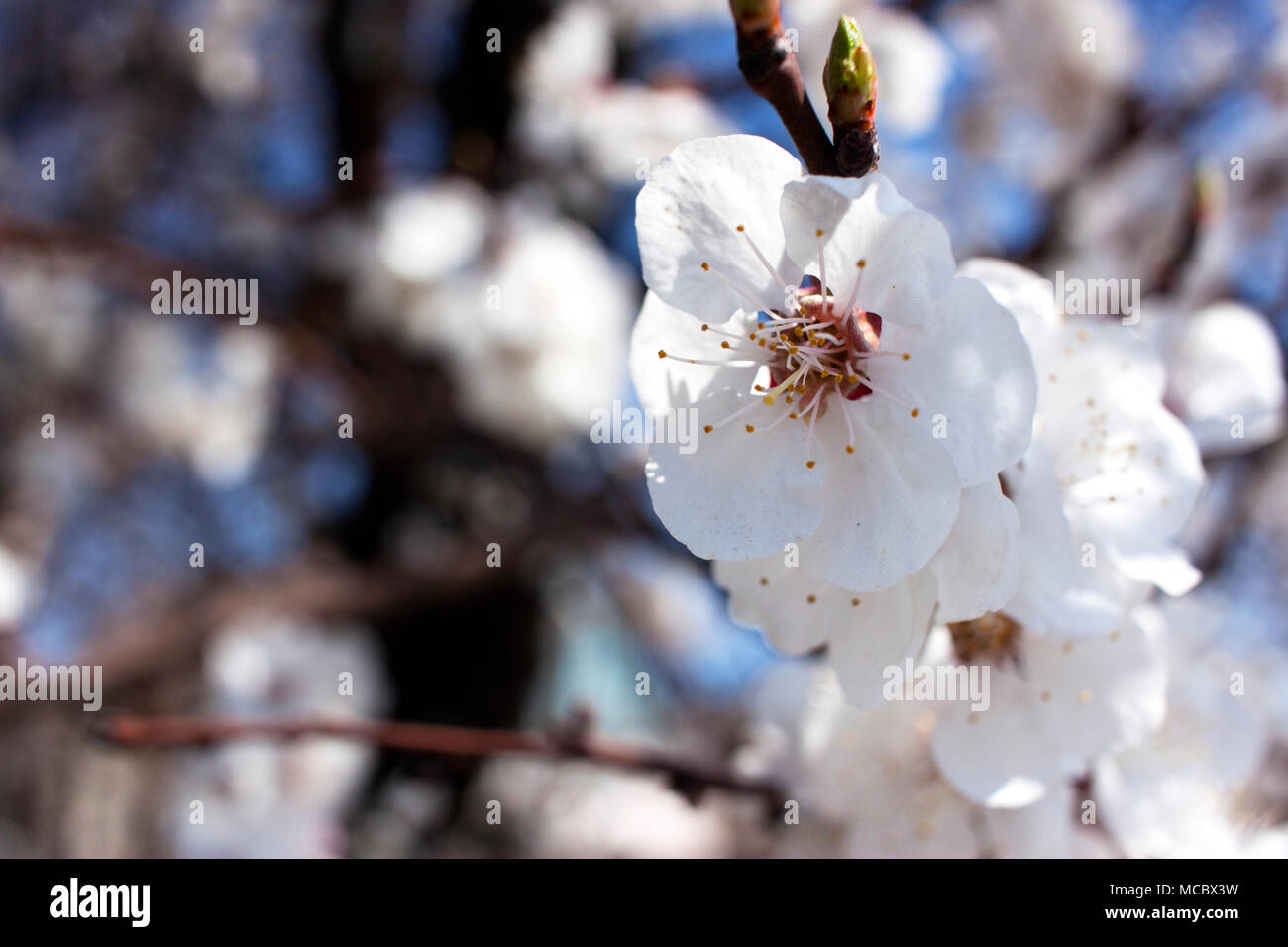 Flowering fruit trees Stock Photo - Alamy