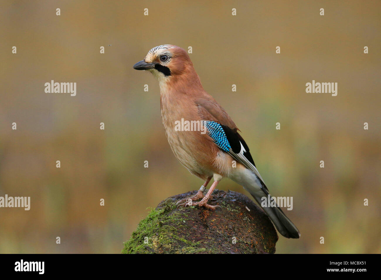 Welsh calendar hi-res stock photography and images - Alamy