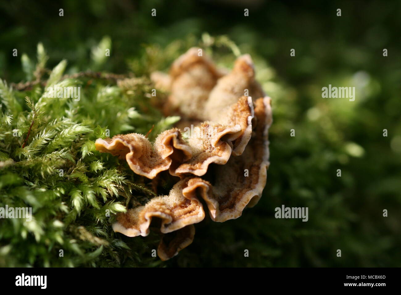 Oak curtain crust fungus hi-res stock photography and images - Alamy