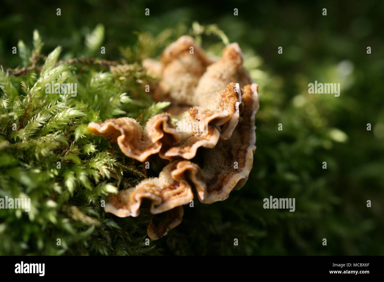 White crust fungus hi-res stock photography and images - Alamy