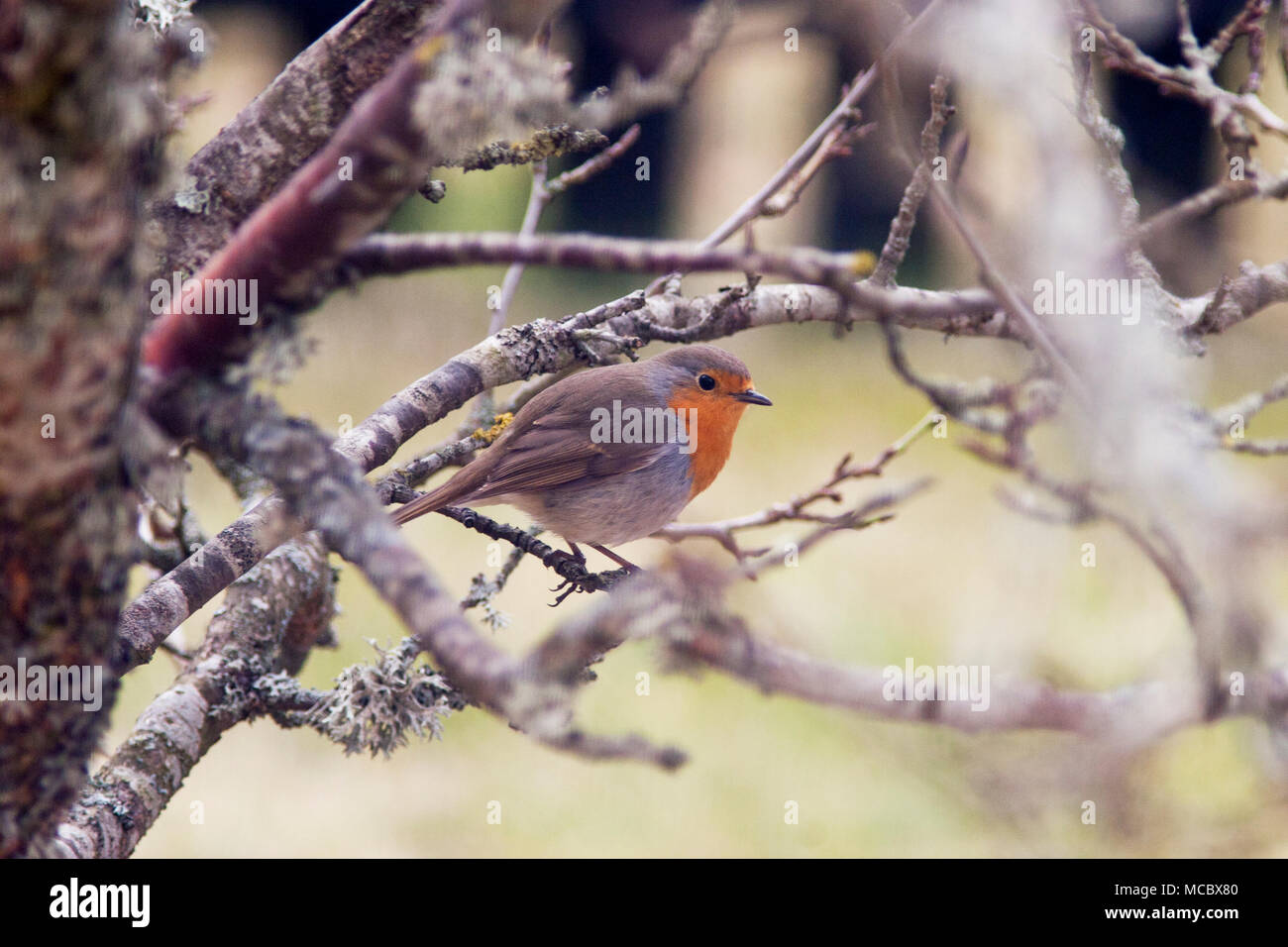 Erithacus rubecula hi-res stock photography and images - Alamy