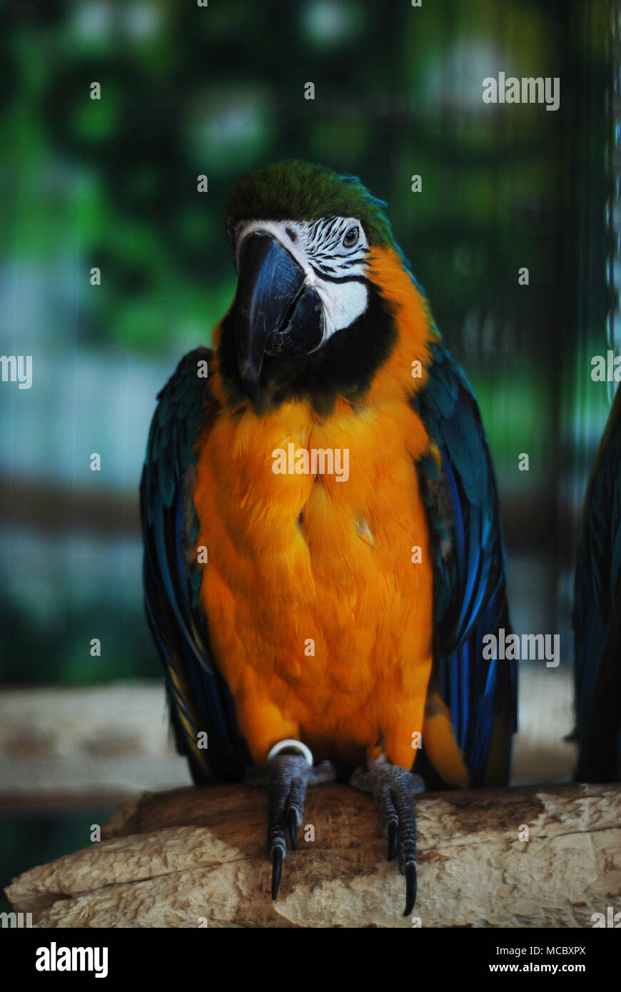 Colorful Parrot - Red Blue Orange Macaw at the Zoo Stock Photo - Alamy