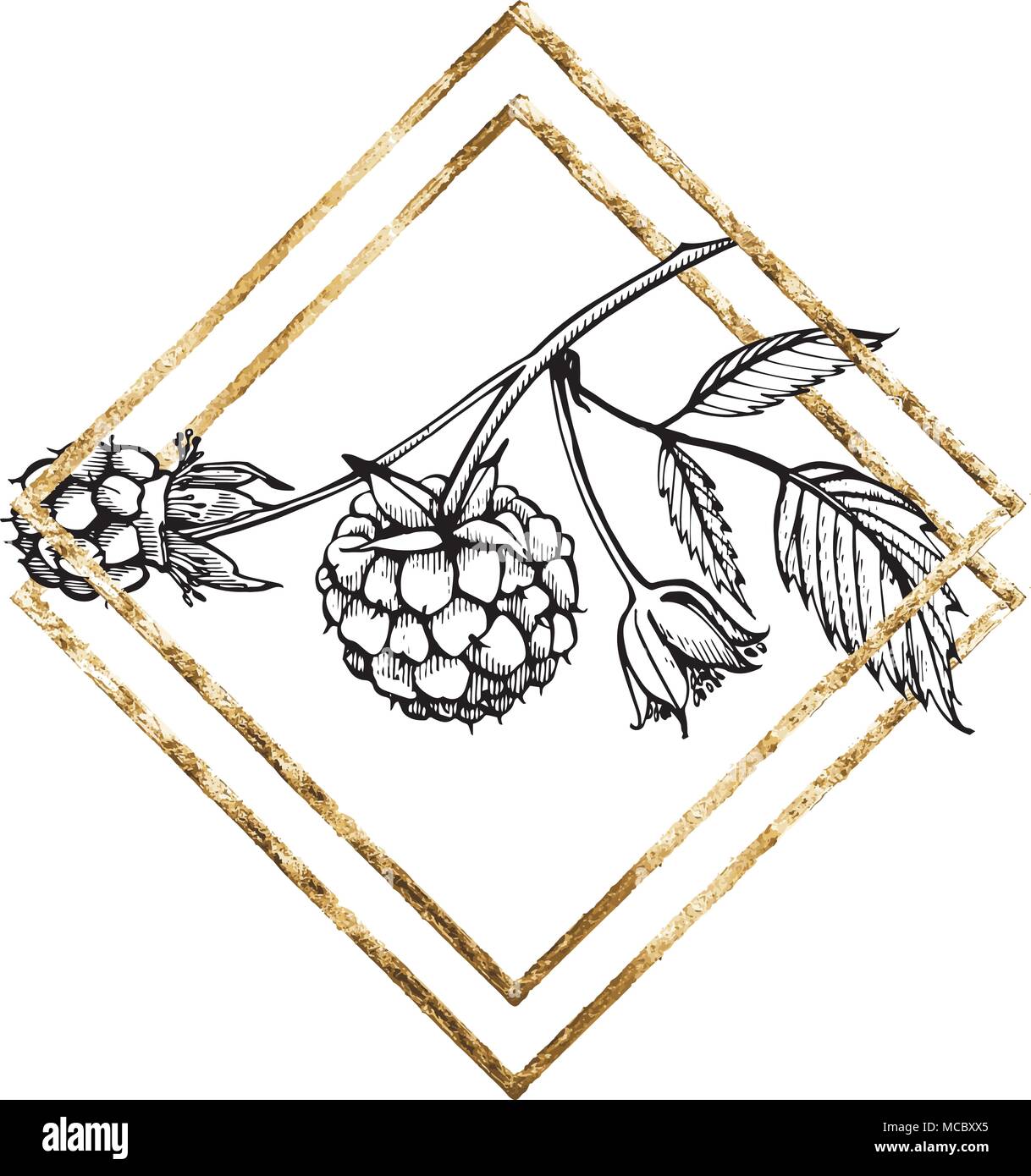 Hand drawn raspberry set isolated on white background. Retro sketch ...