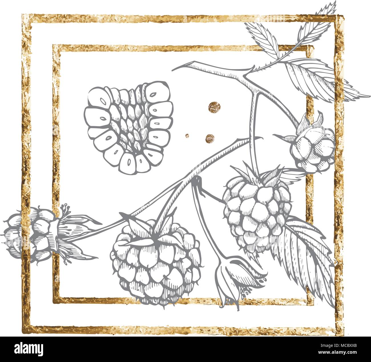 Hand drawn raspberry set isolated on white background. Retro sketch ...