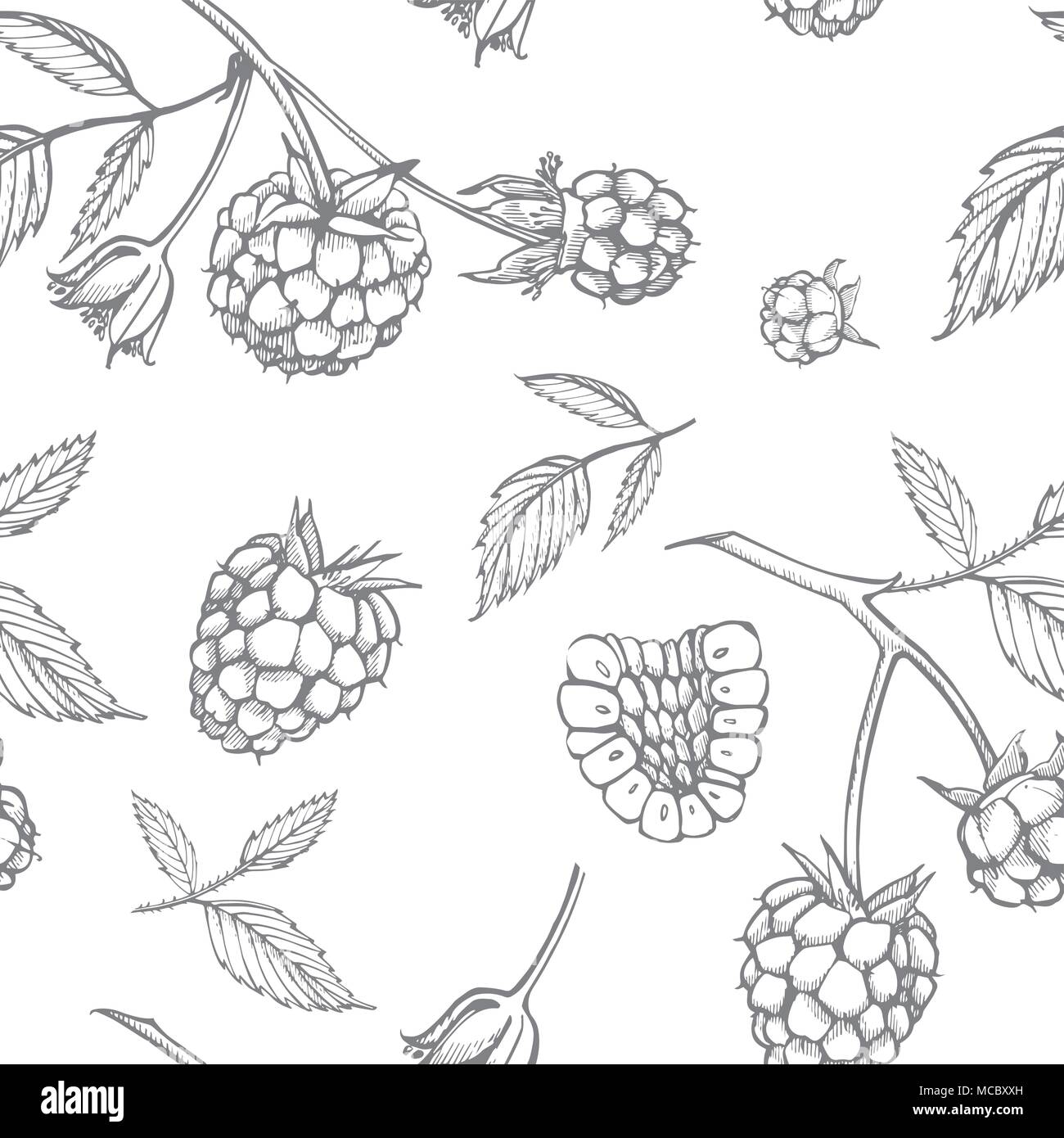 Hand drawn raspberry. Retro sketch style vector illustration. Perfect ...