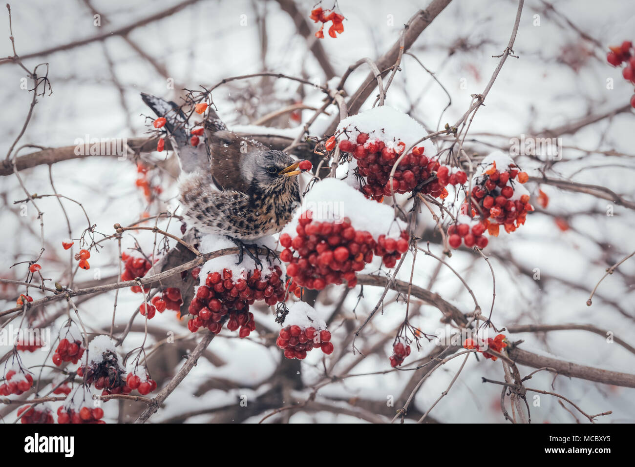 Bird Eating Berries Images at Harry Quintana blog