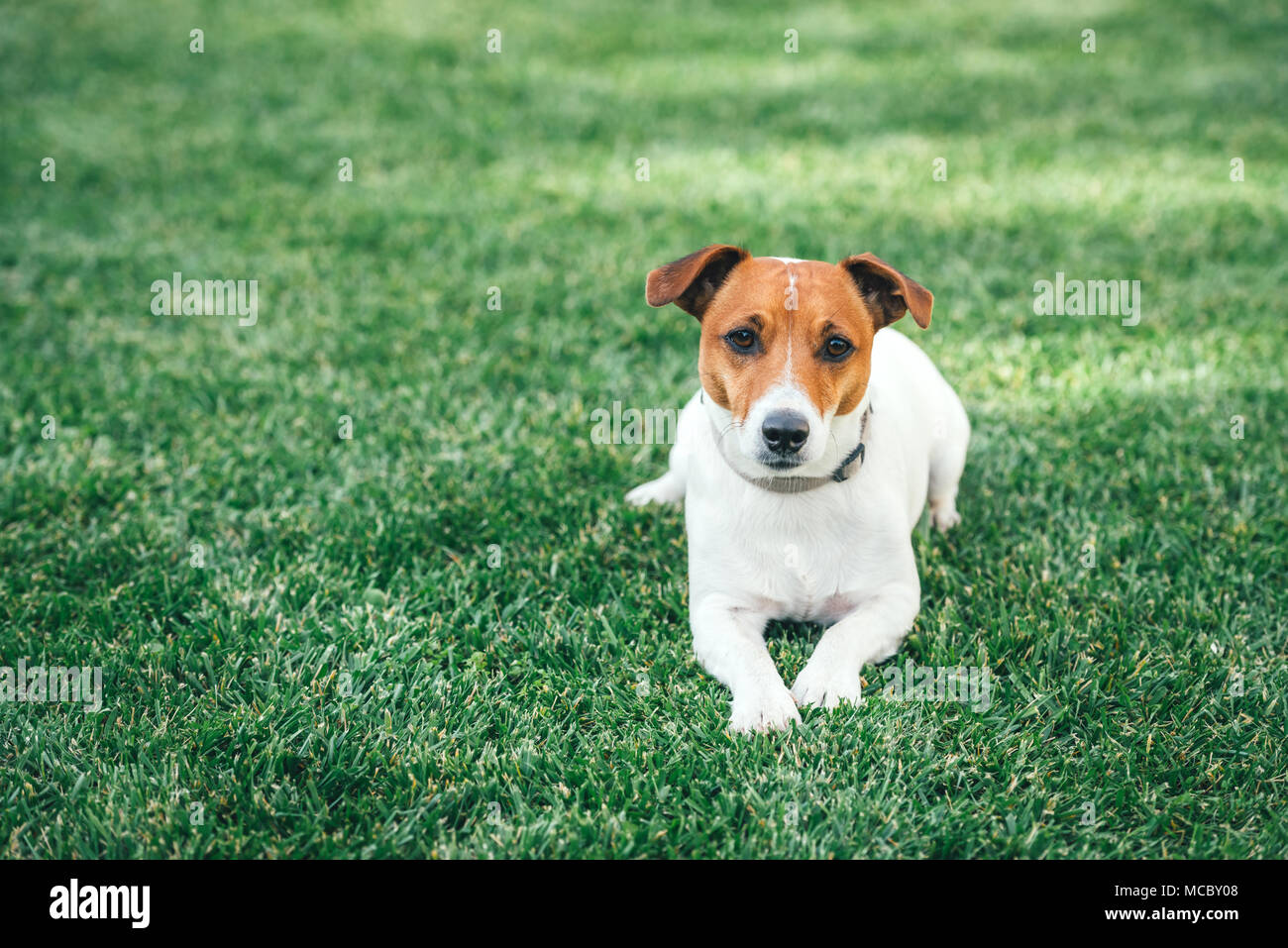 Jack russell terrier dog head hi-res stock photography and images - Alamy