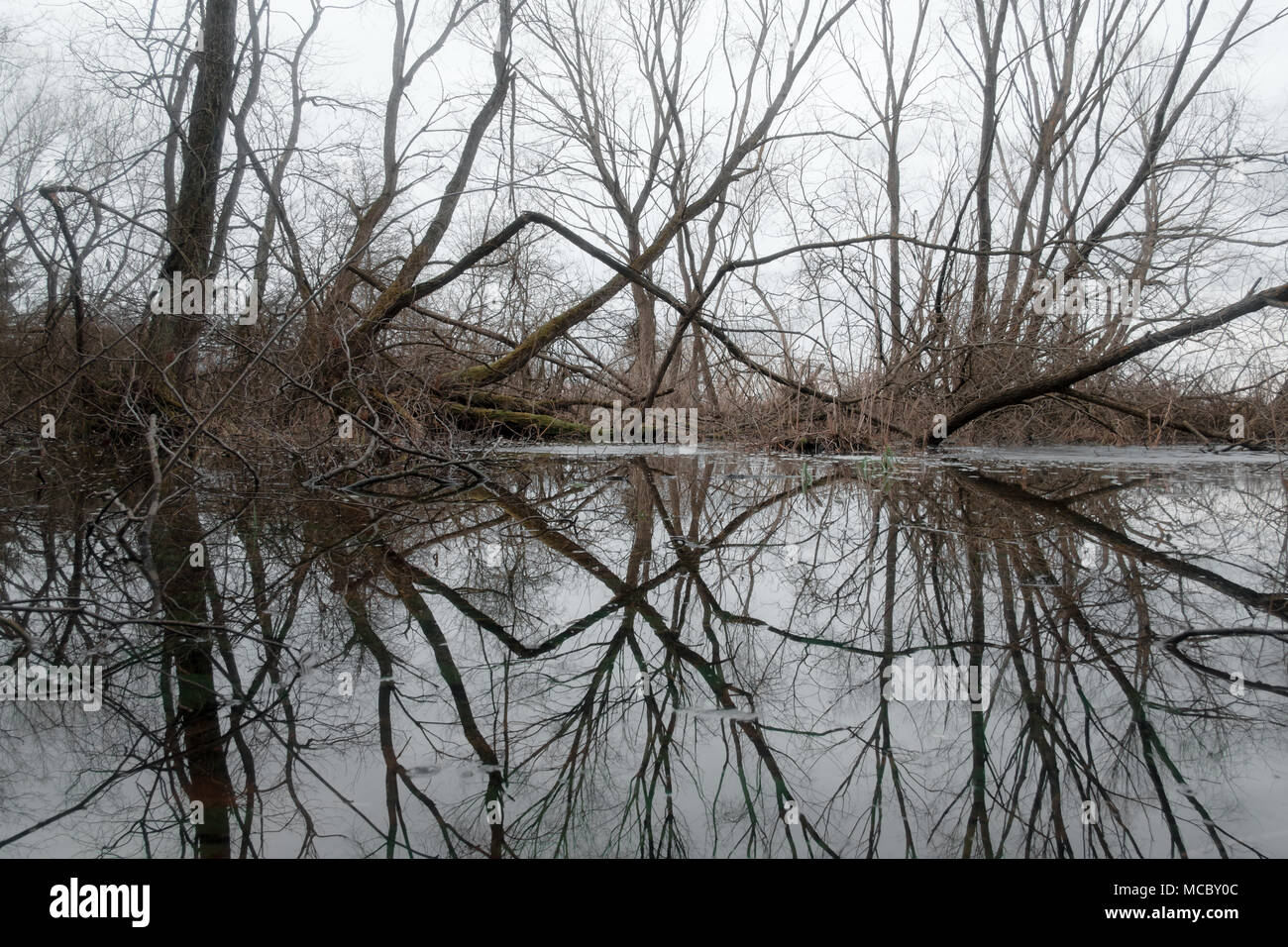 Bog forest hi-res stock photography and images - Alamy