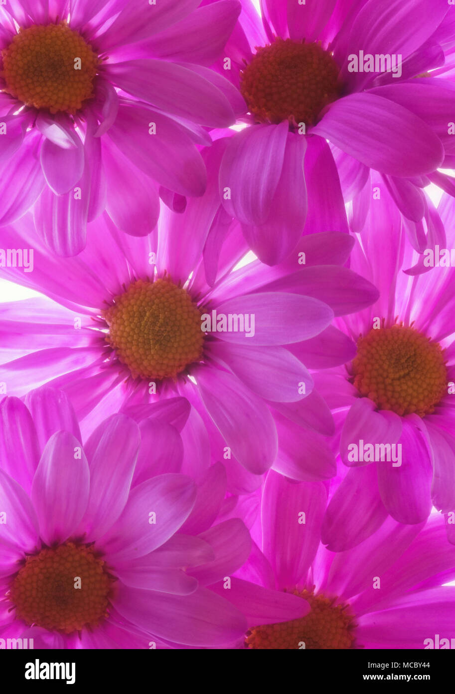 Purple mums hi-res stock photography and images - Alamy