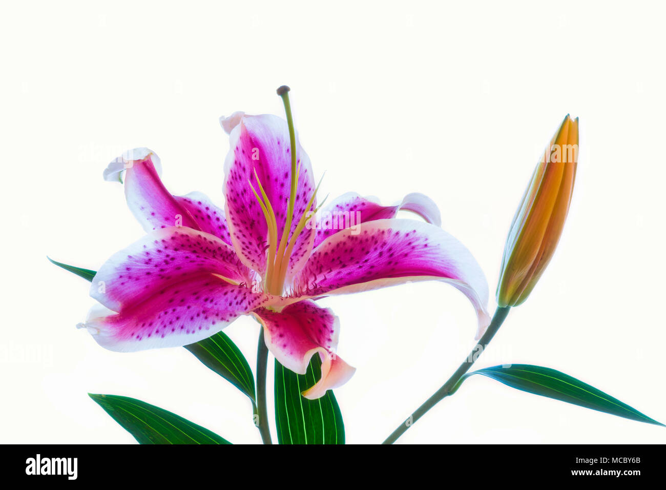 Stargazer lily hi-res stock photography and images - Alamy