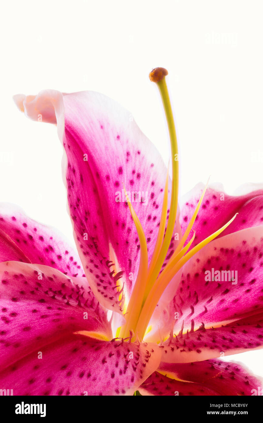 Stargazer lily hi-res stock photography and images - Alamy