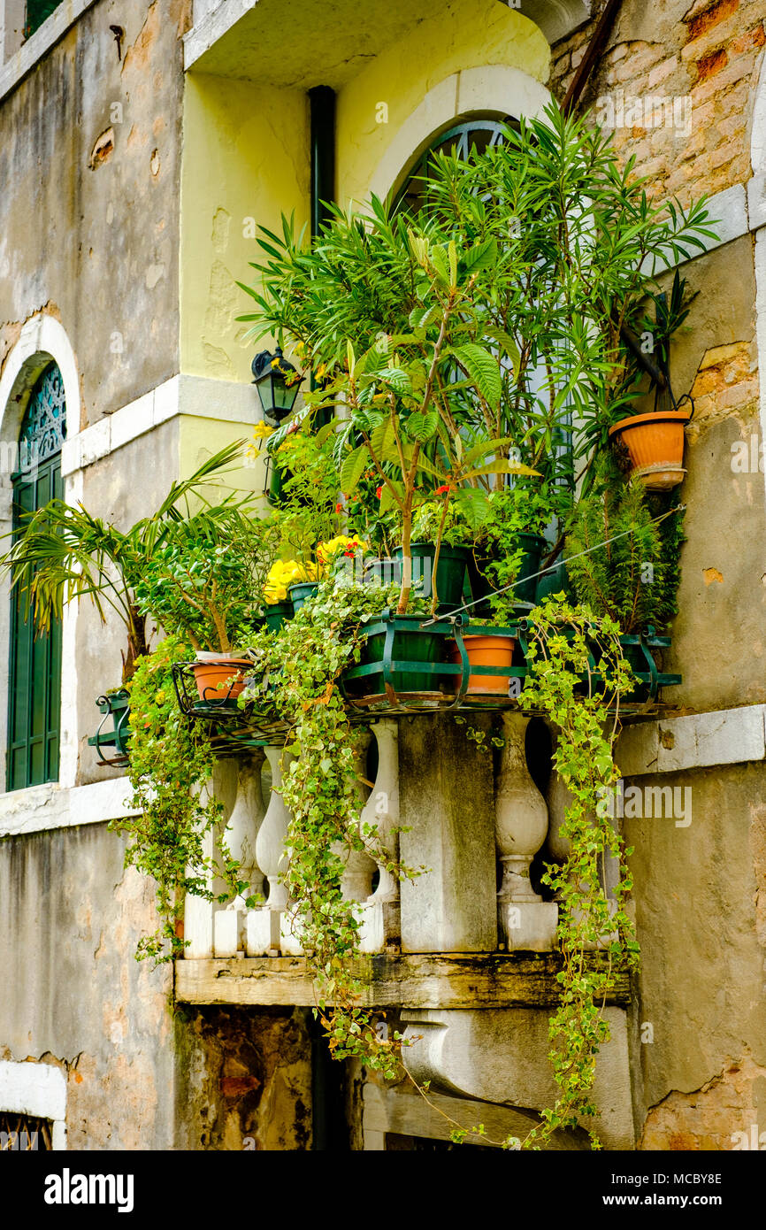 Plants in venice hi-res stock photography and images - Alamy
