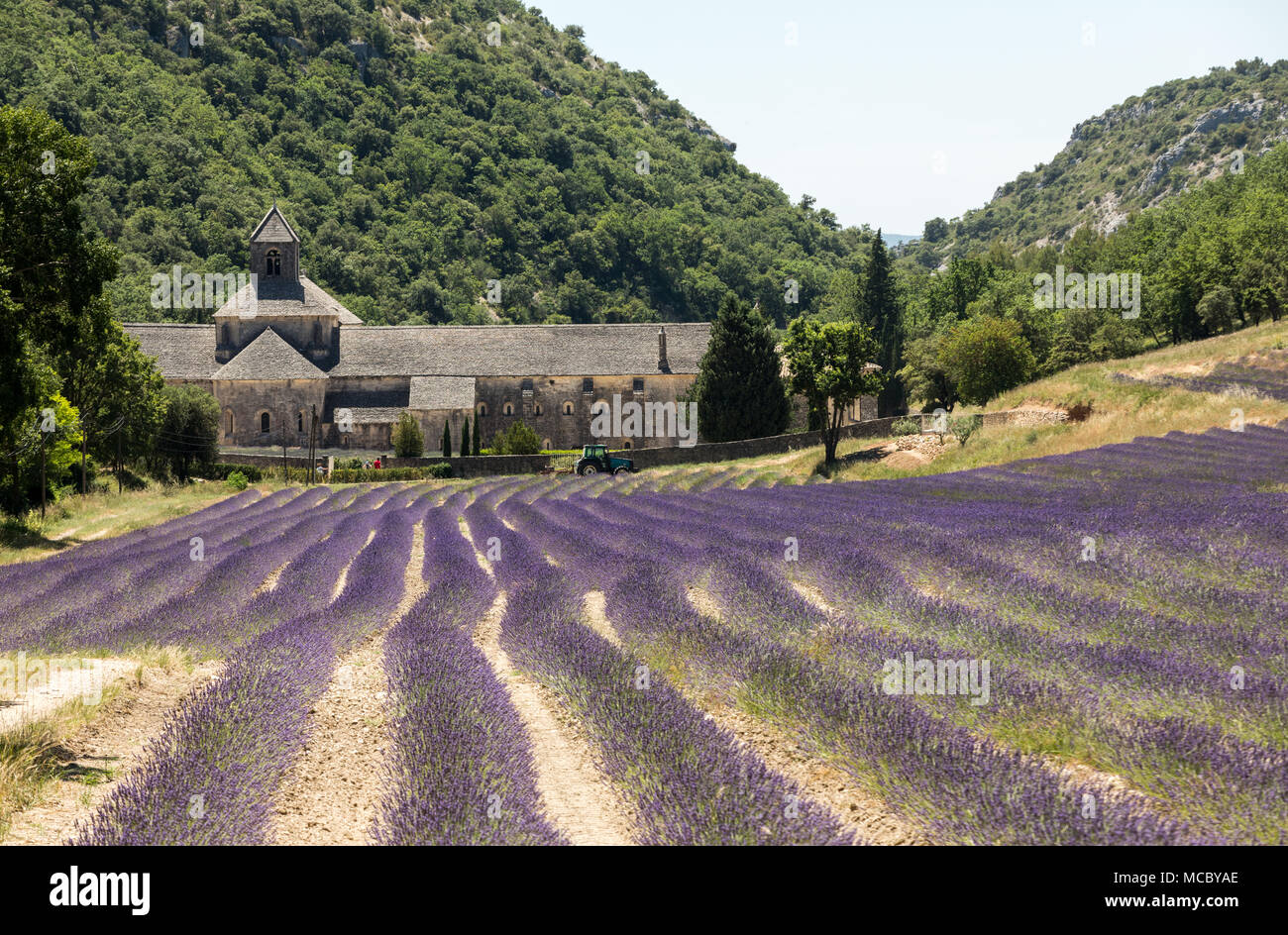 Senanque Abbey or Abbaye Notre-Dame de Senanque with lavender field in ...
