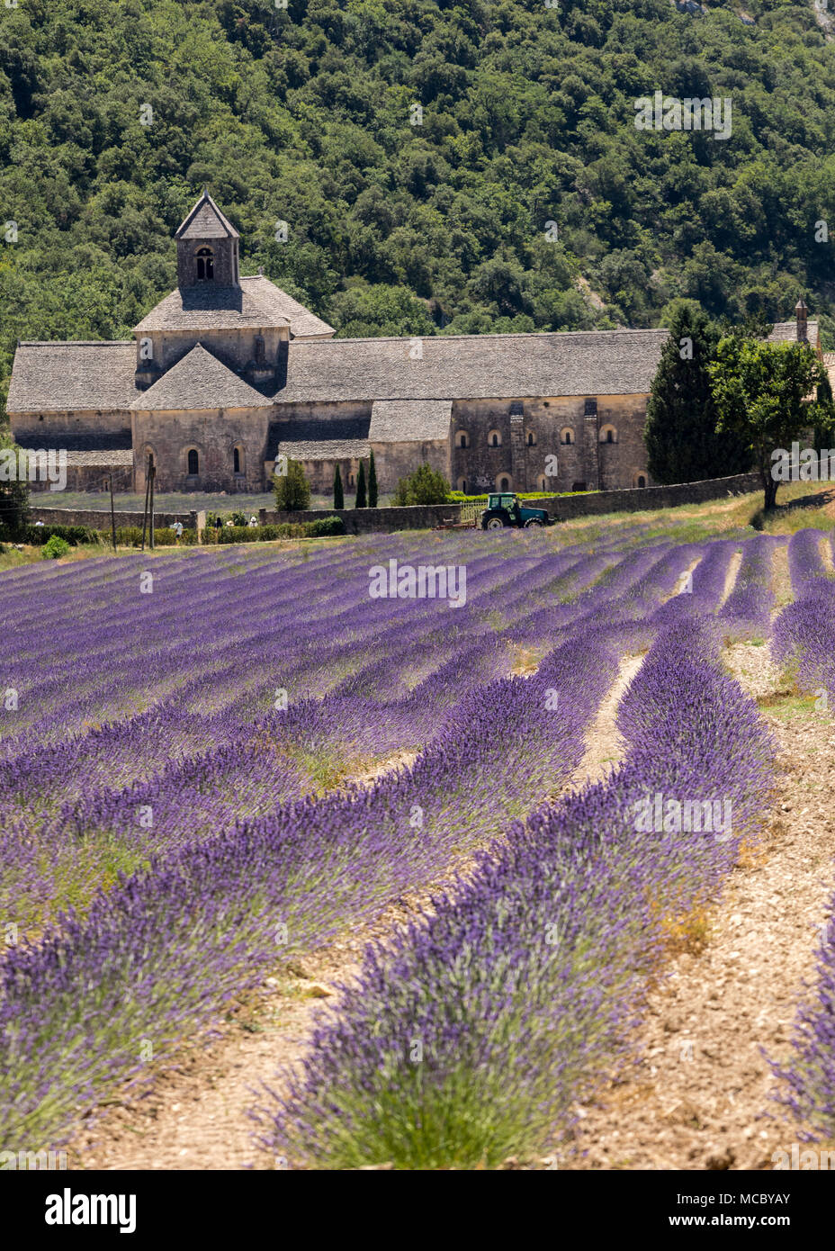 Senanque Abbey or Abbaye Notre-Dame de Senanque with lavender field in ...