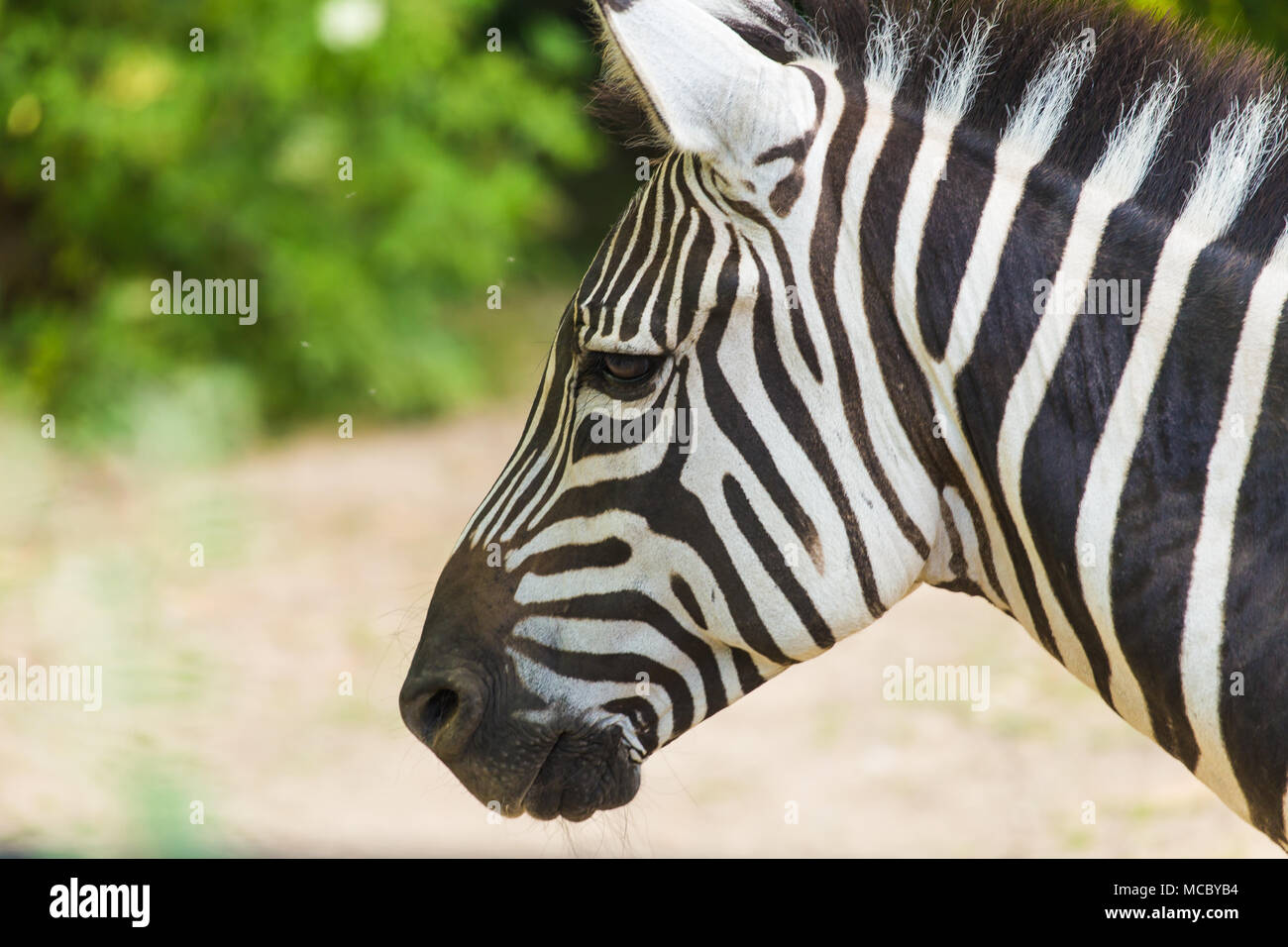 Zebra close up portrait. Wild animal in nature Stock Photo - Alamy