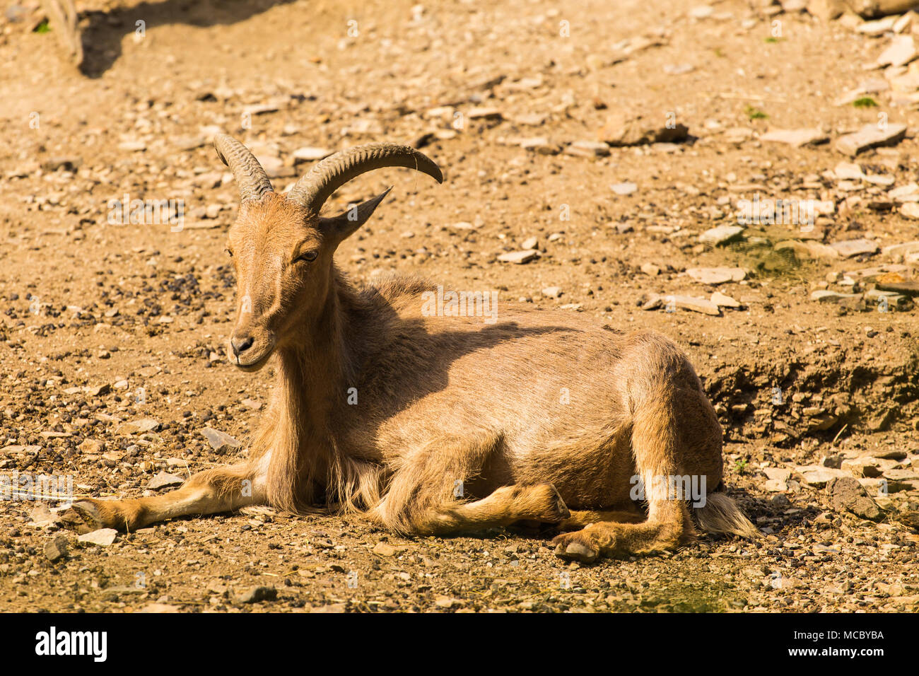 Himalayan tahr goat hi-res stock photography and images - Alamy