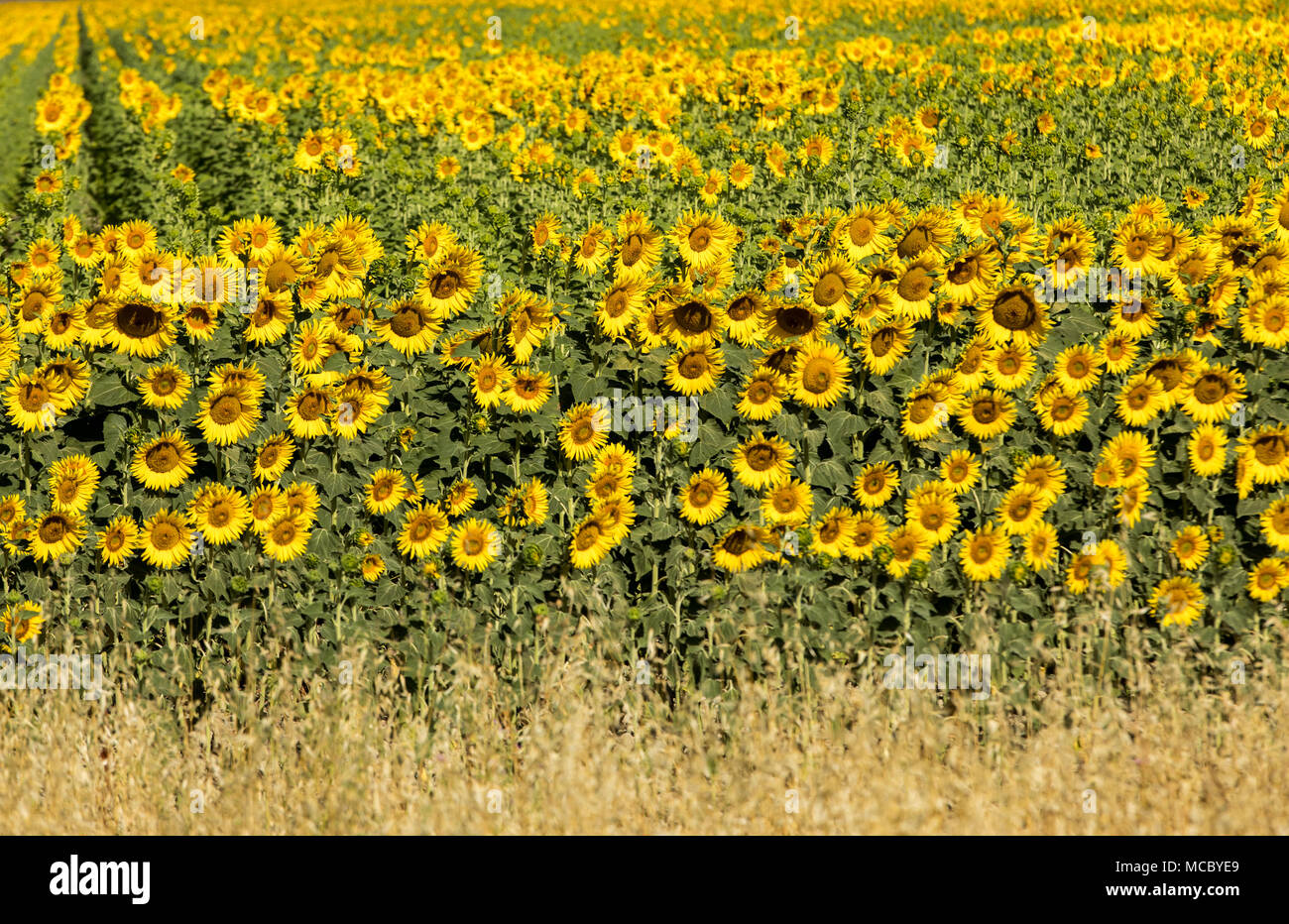 Field with flowers near arles hi-res stock photography and images - Alamy