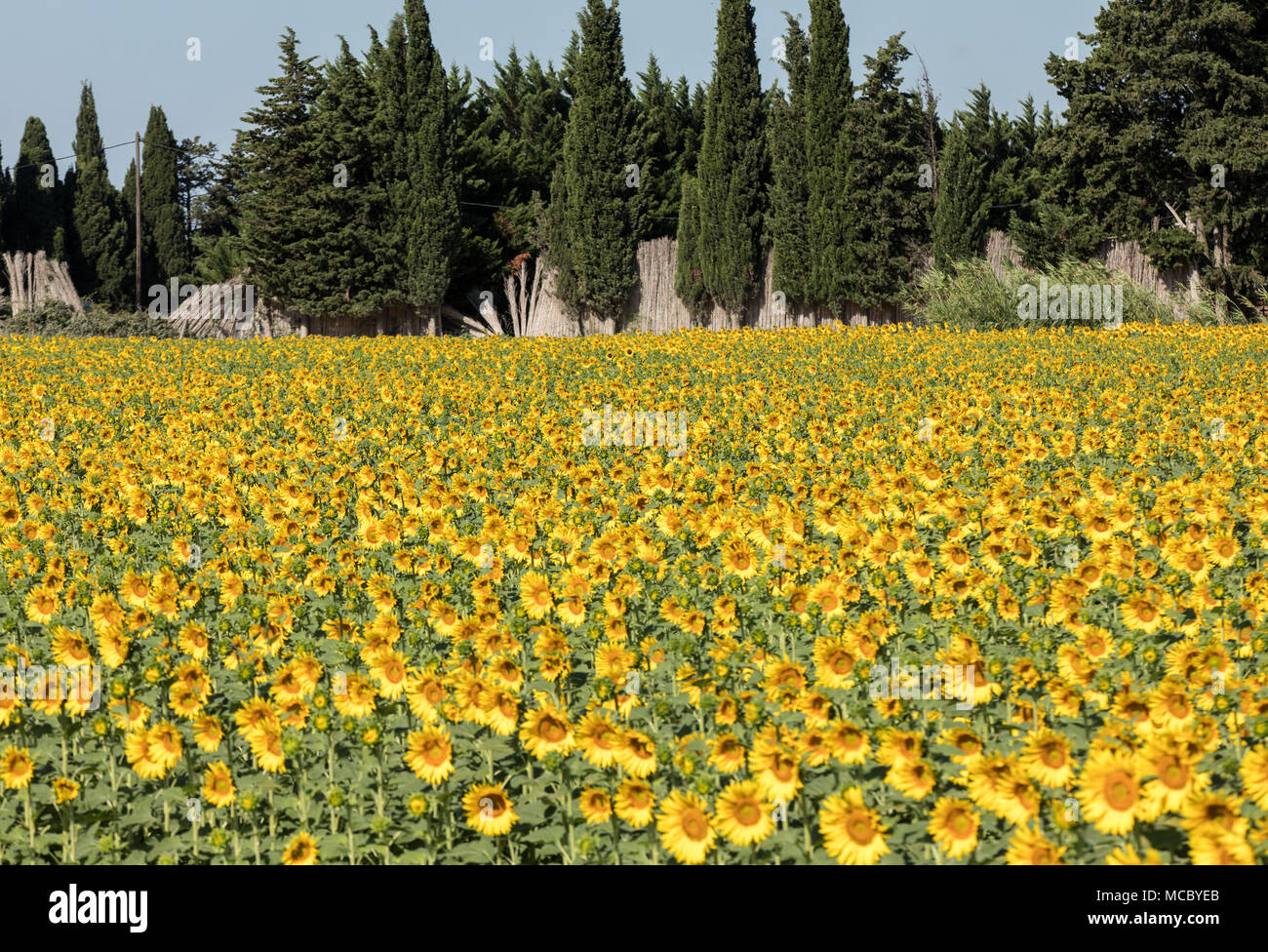 France Provence Field Sunflowers High Resolution Stock Photography and ...