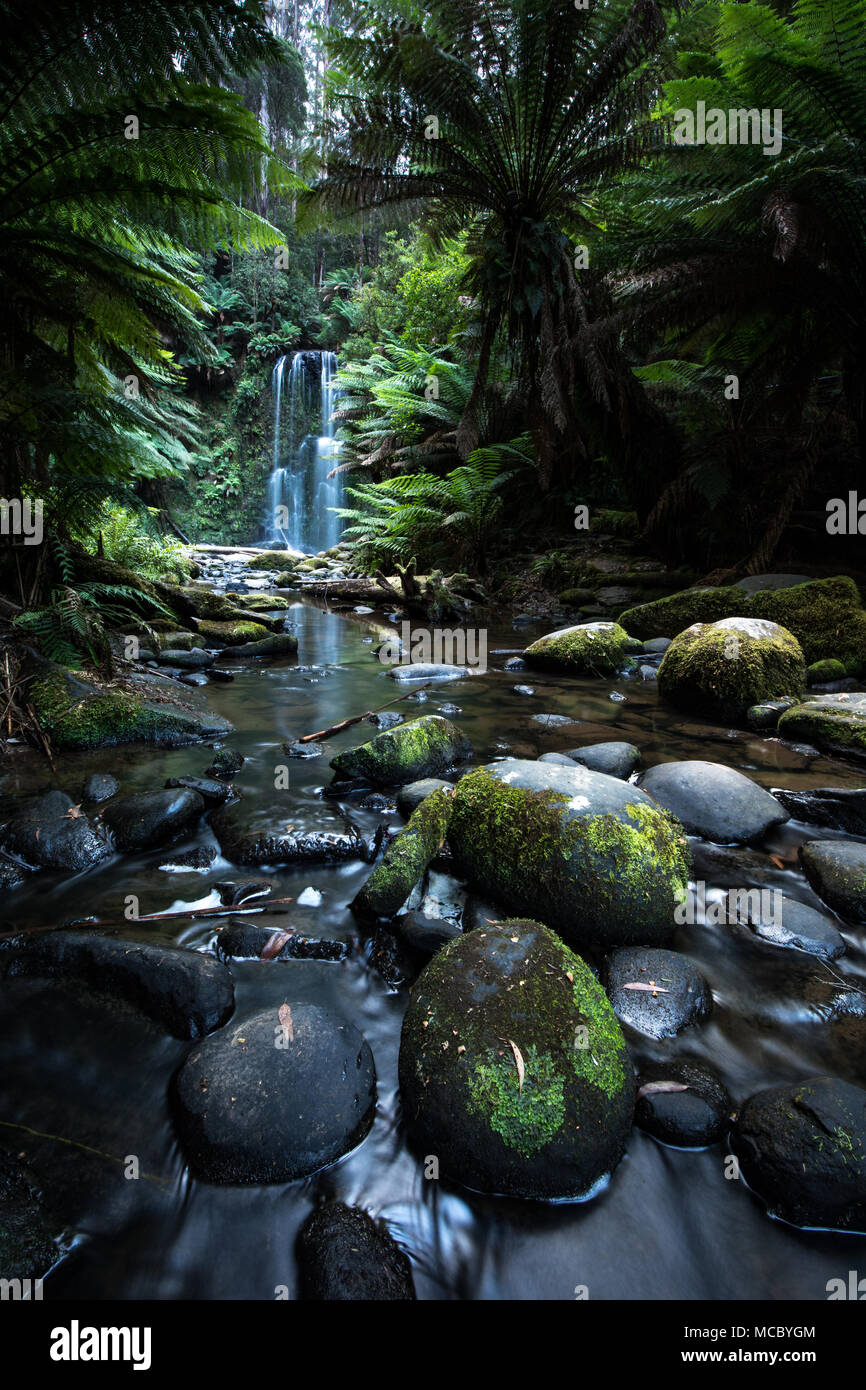 Walk through magnificent mountain ash forests with large myrtle beech ...