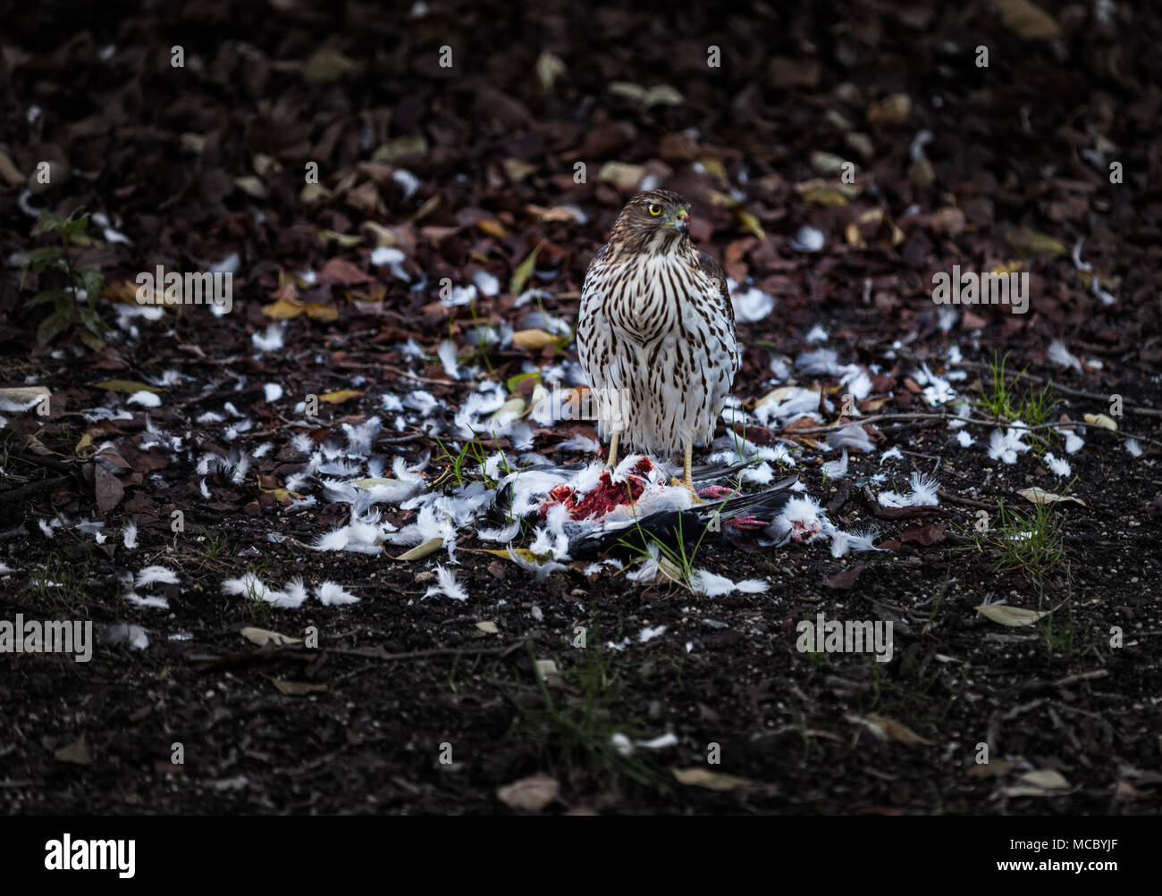 Hawk eating captured prey in natural habitat Stock Photo - Alamy