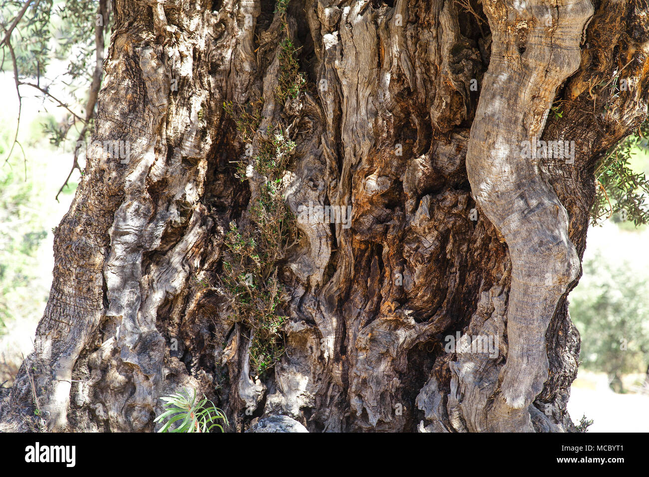 Old Olive Tree Trunk Stock Photo - Alamy