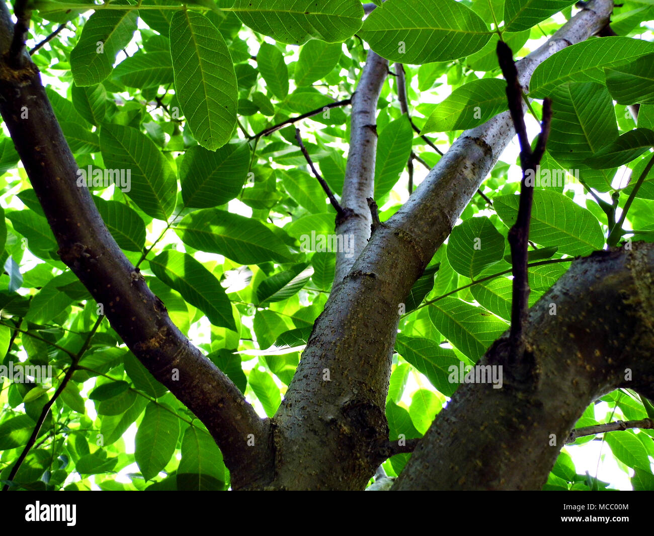 Young walnut hi-res stock photography and images - Alamy